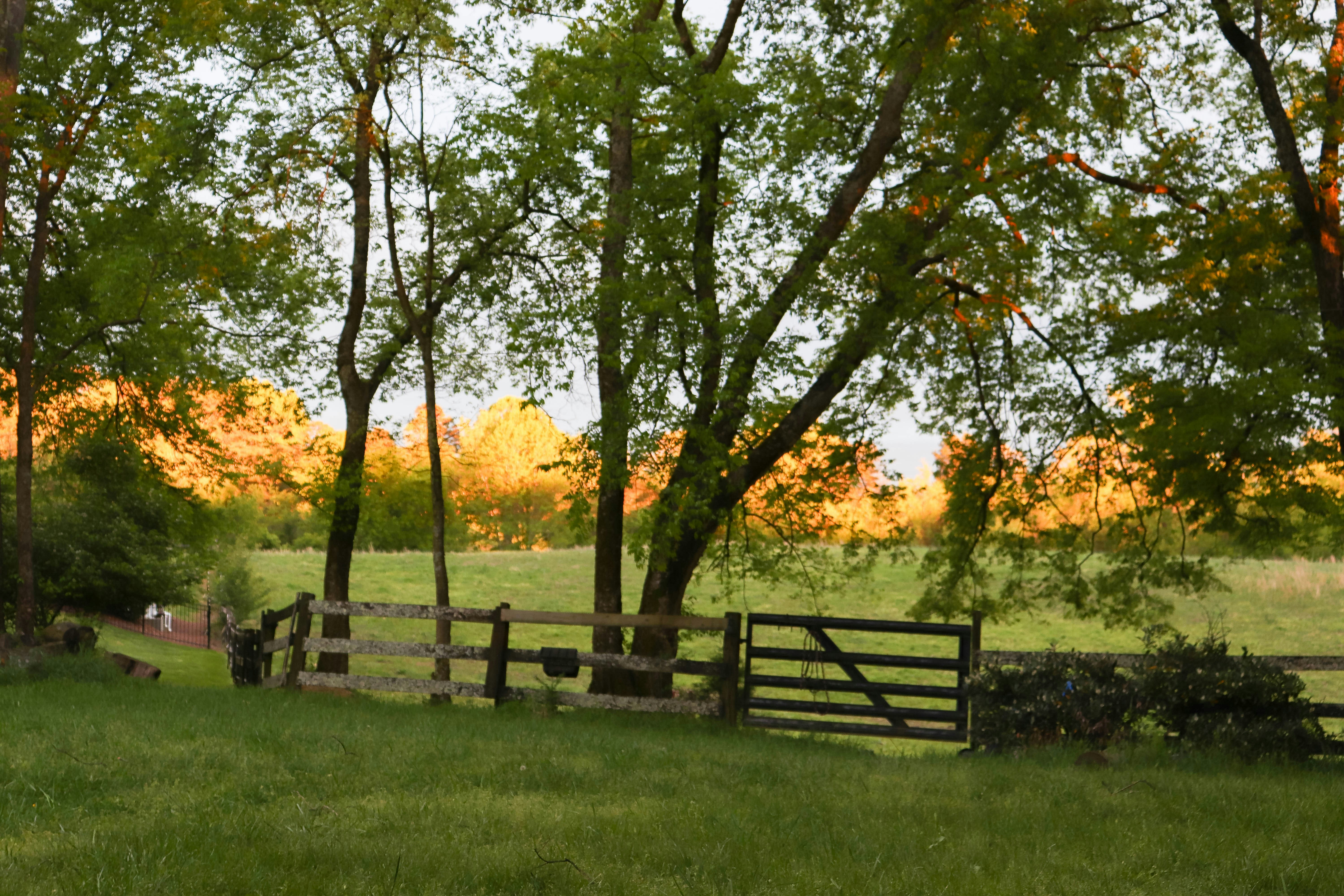 Sunlit trees frame a rustic wooden gate leading to a lush green field under a soft evening glow.