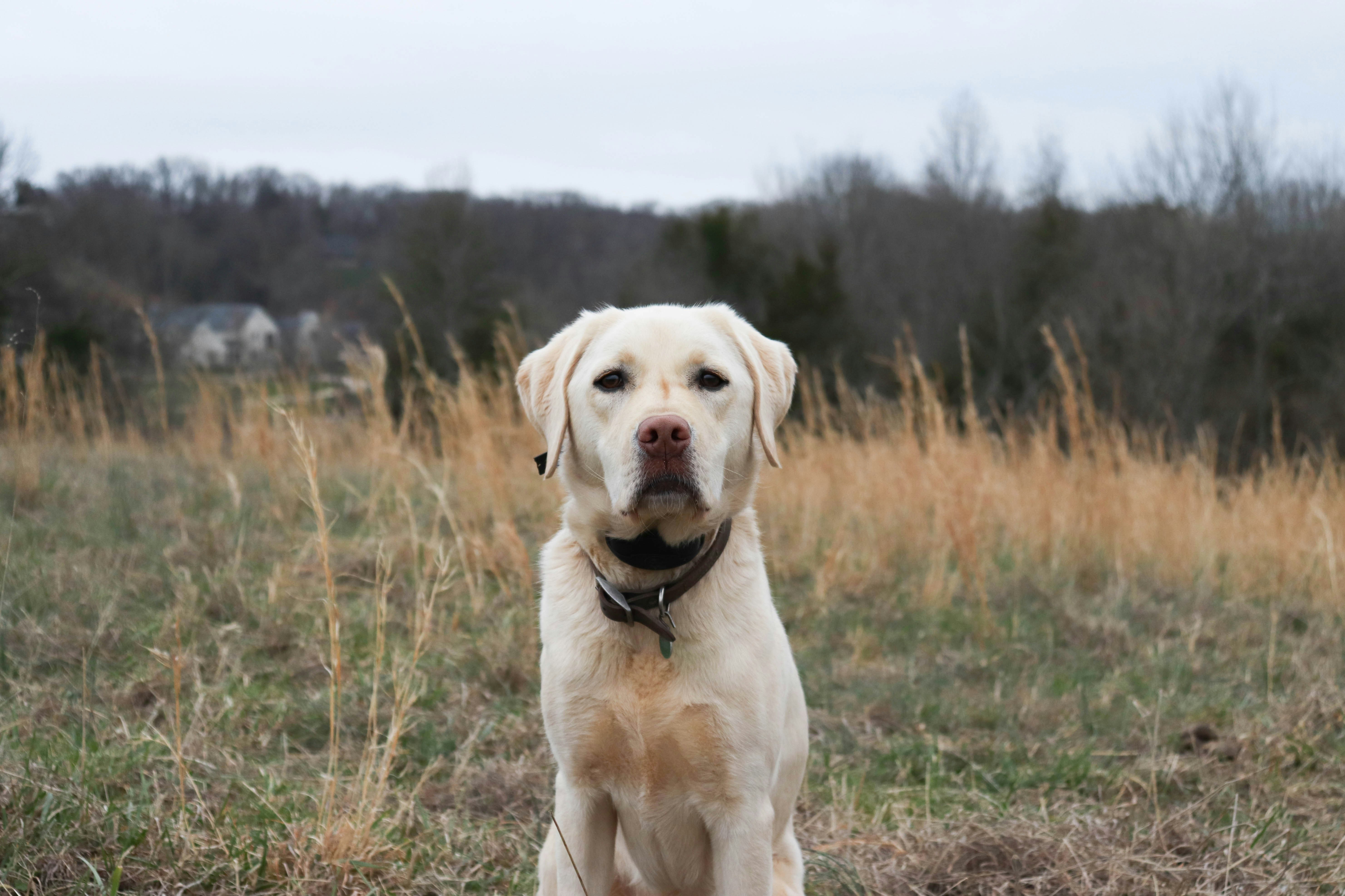 A dog standing in a field photo – Free Labrador retriever Image on Unsplash