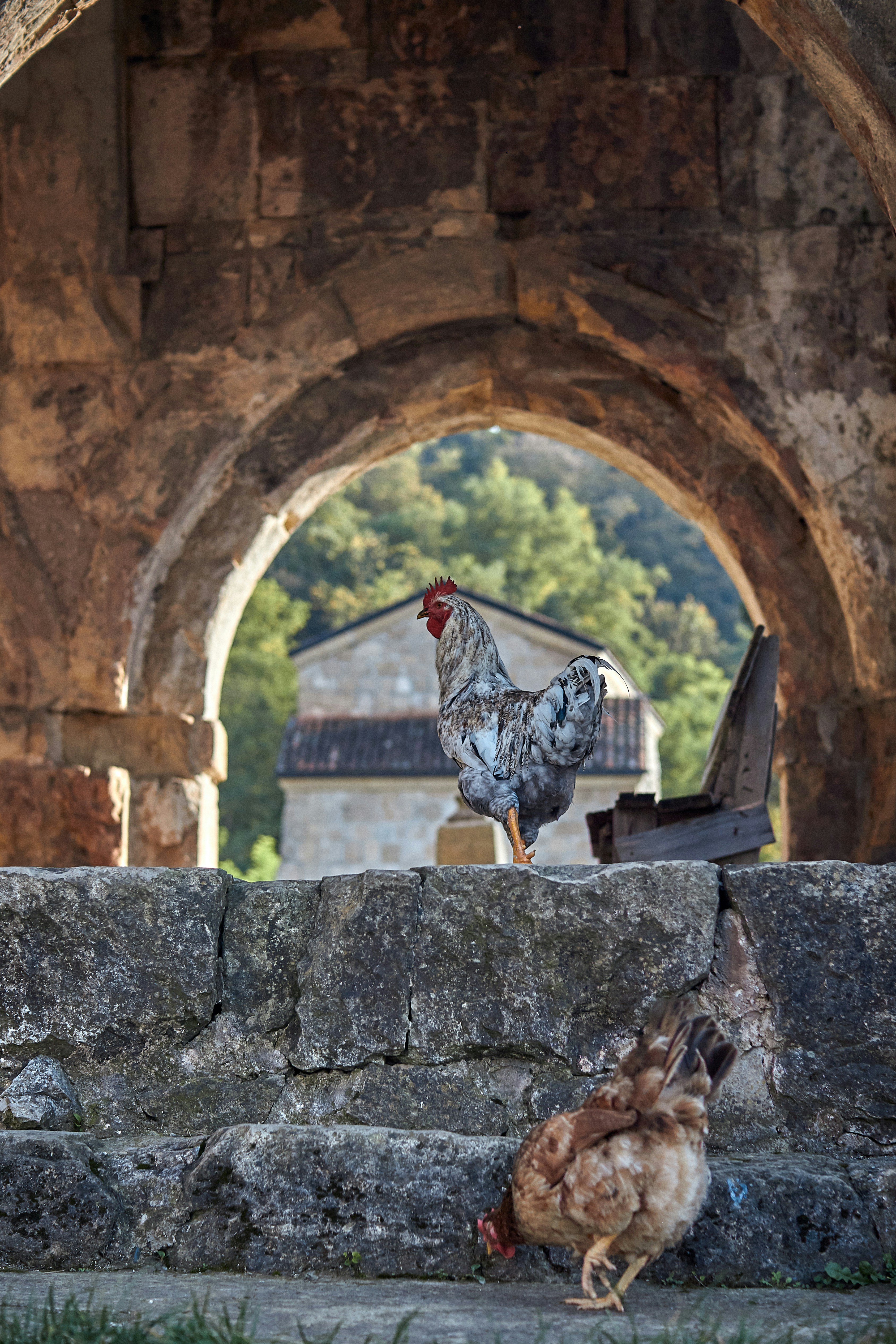 Rooster on Stone Steps Beneath Ancient Arch