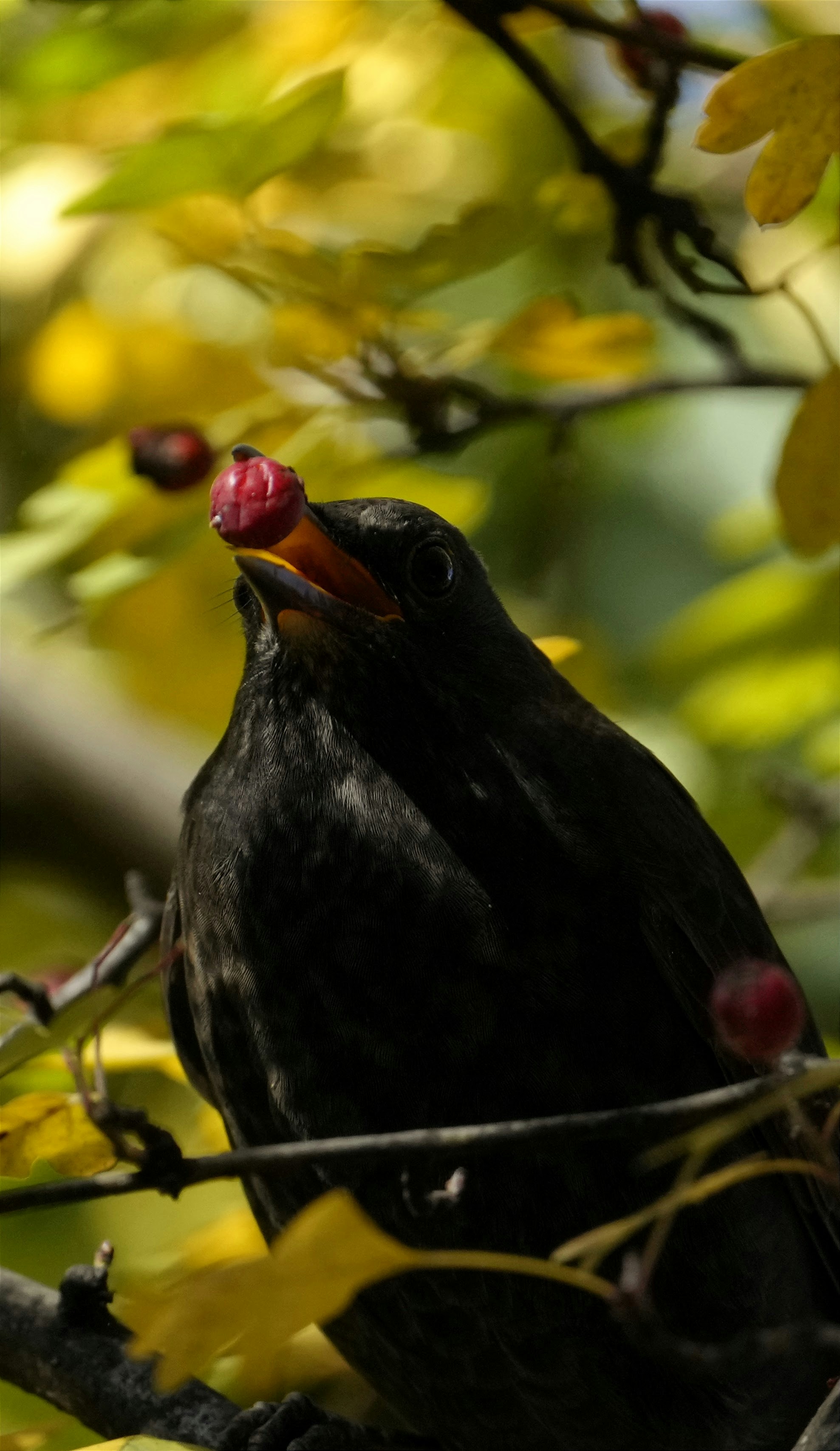 A black bird with red beaks photo – Free Animal Image on Unsplash