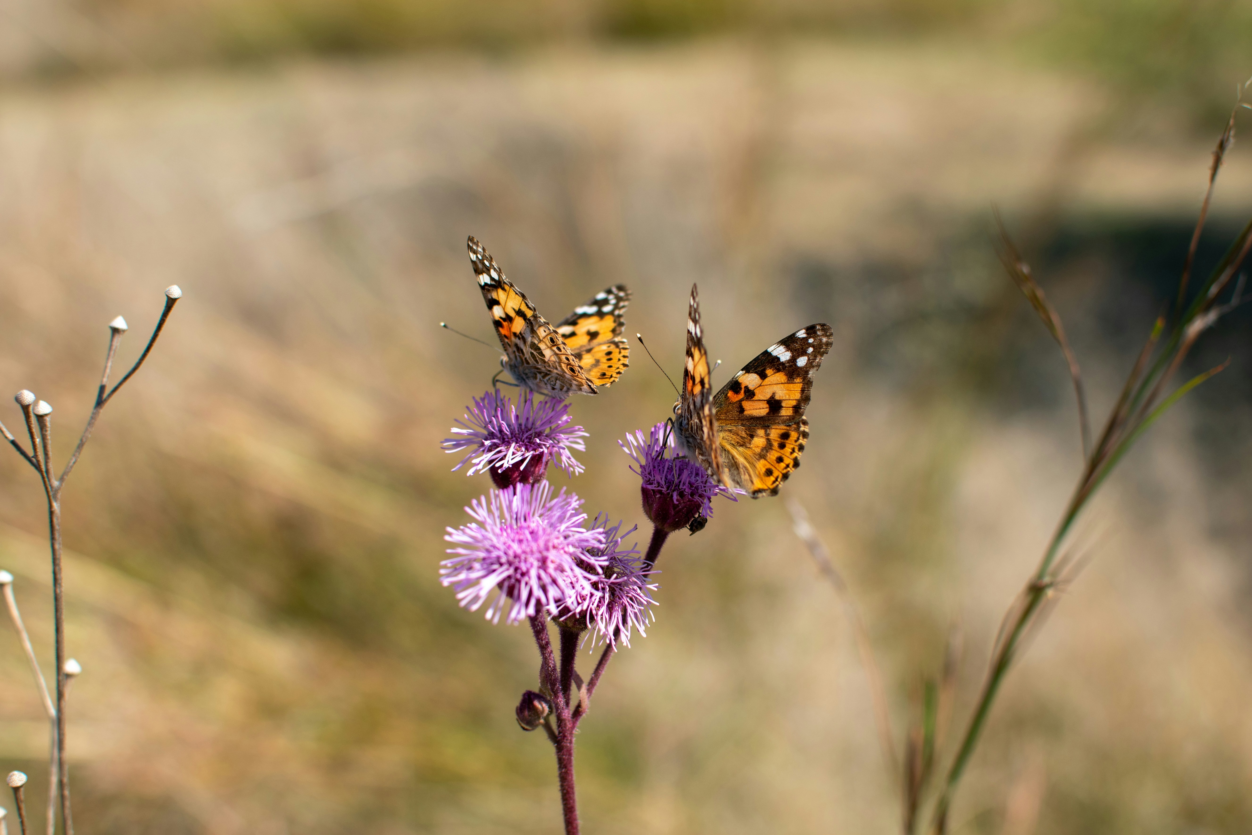 Un couple de papillons sur une fleur photo – Image gratuite de Orange ...