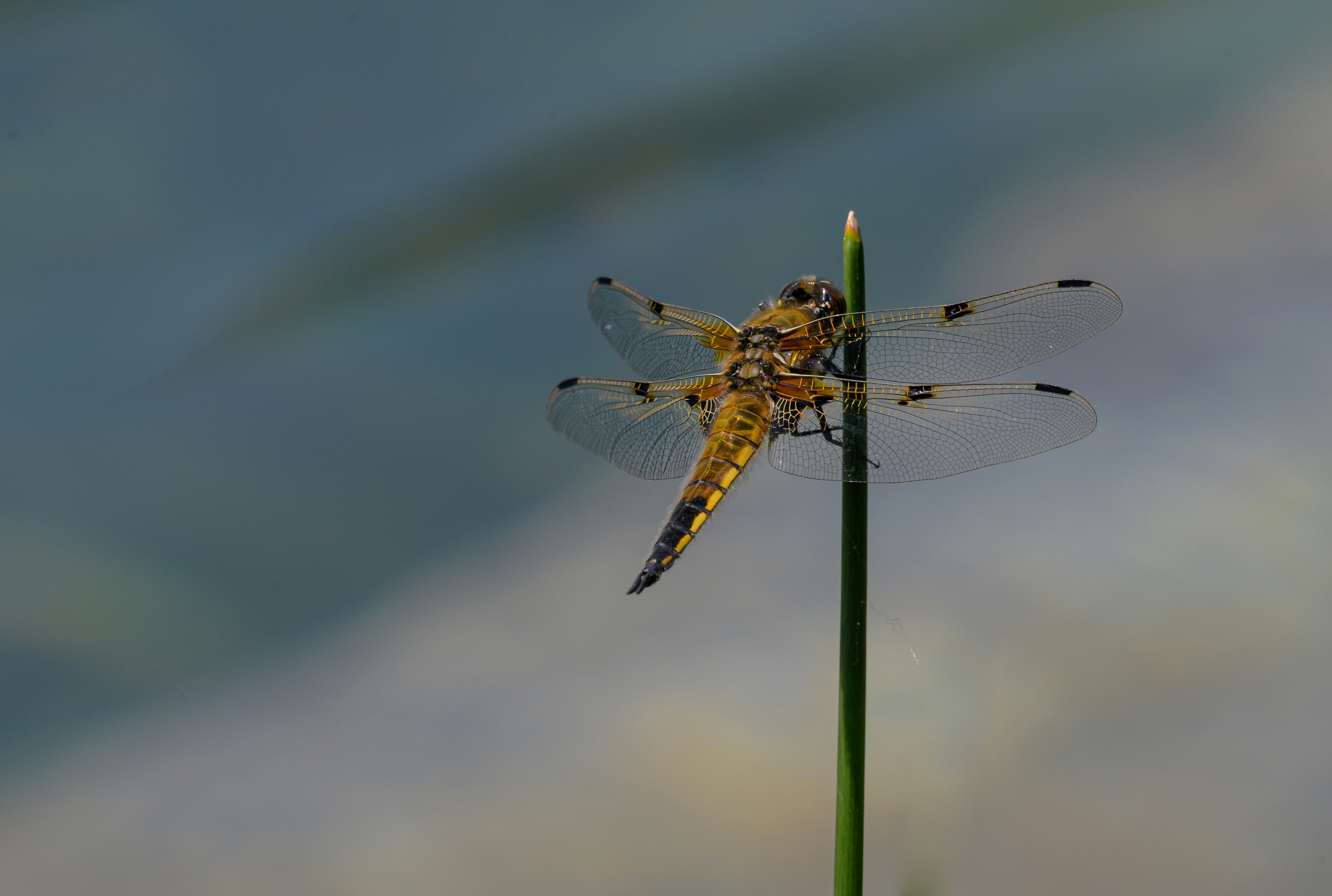 Dragonfly on a Green Stem: A Minute of Delicate Detail
