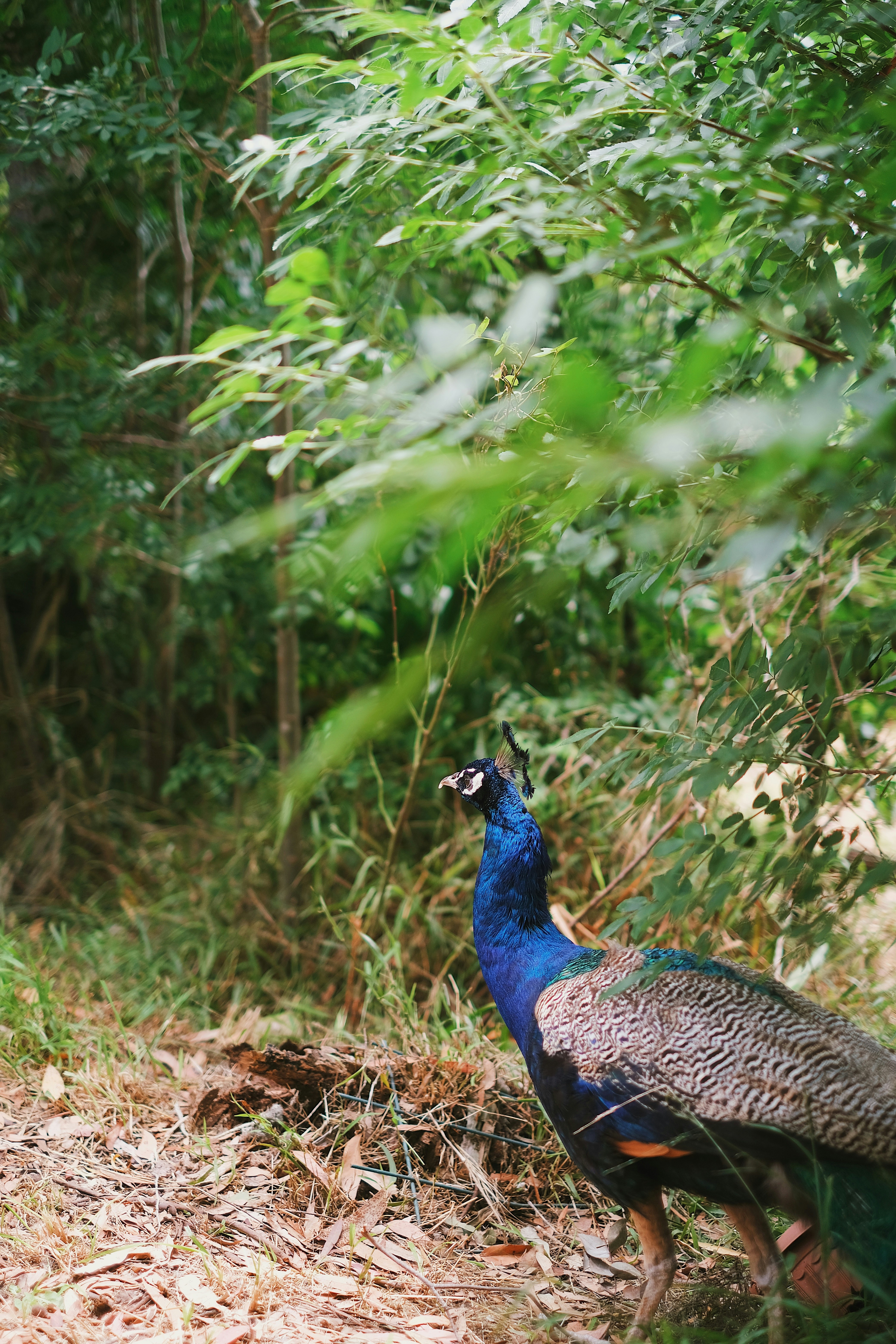 Azure Crown at the Leafy Forest Edge