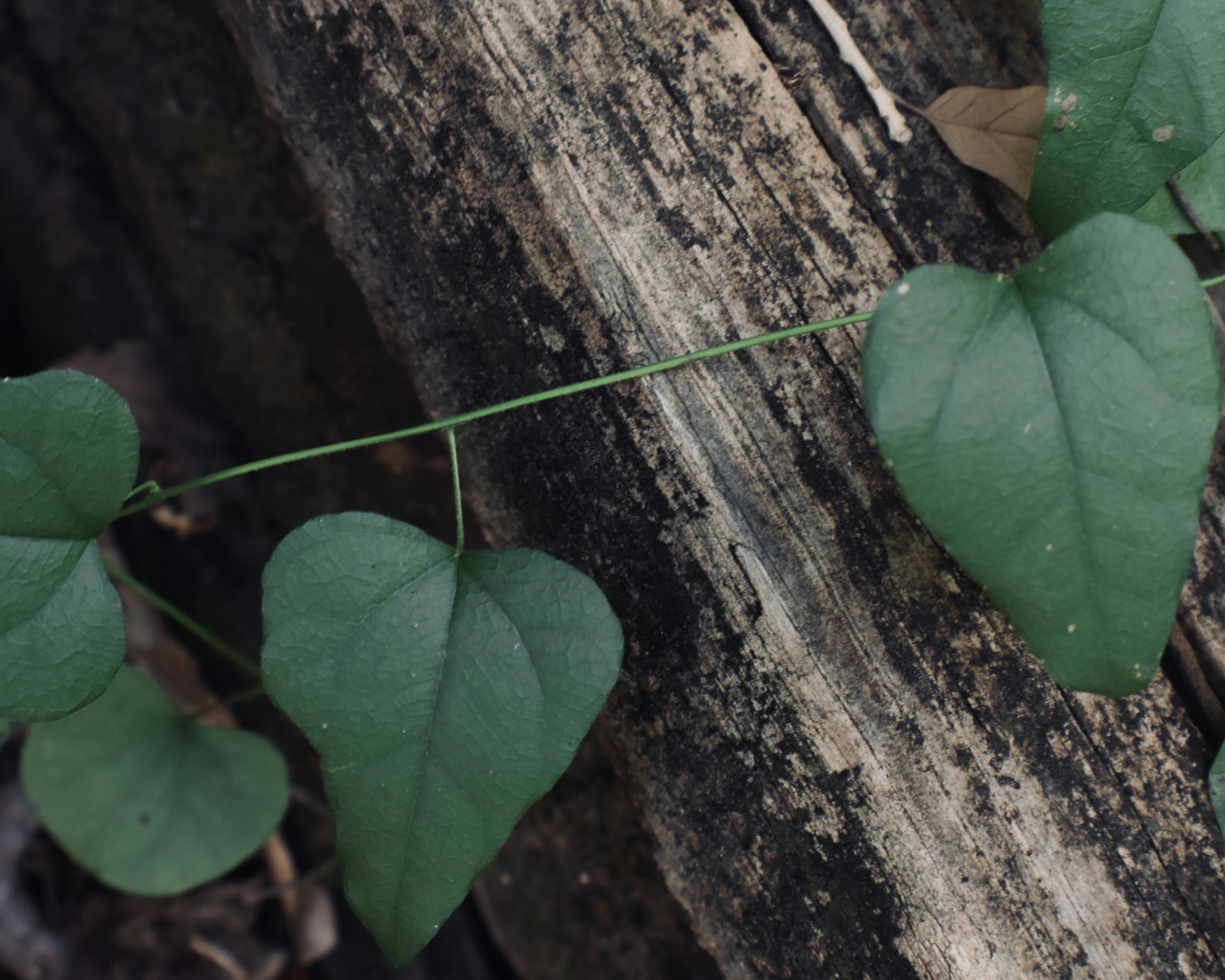 Green Heart Leaves Span a Time-Worn Log