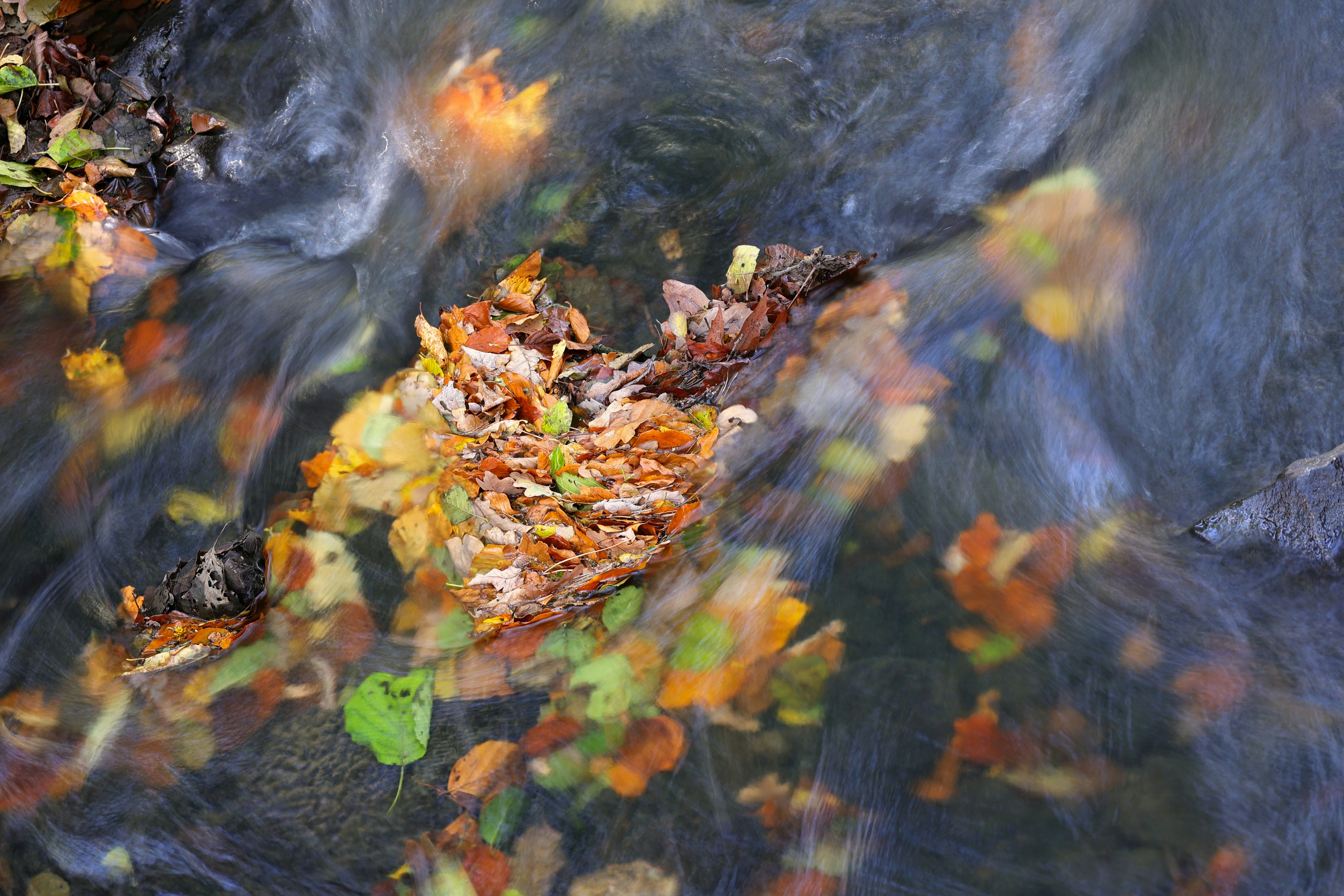 Nature as an artist - a pile of autumn leaves in the stream | a close up of a leaf