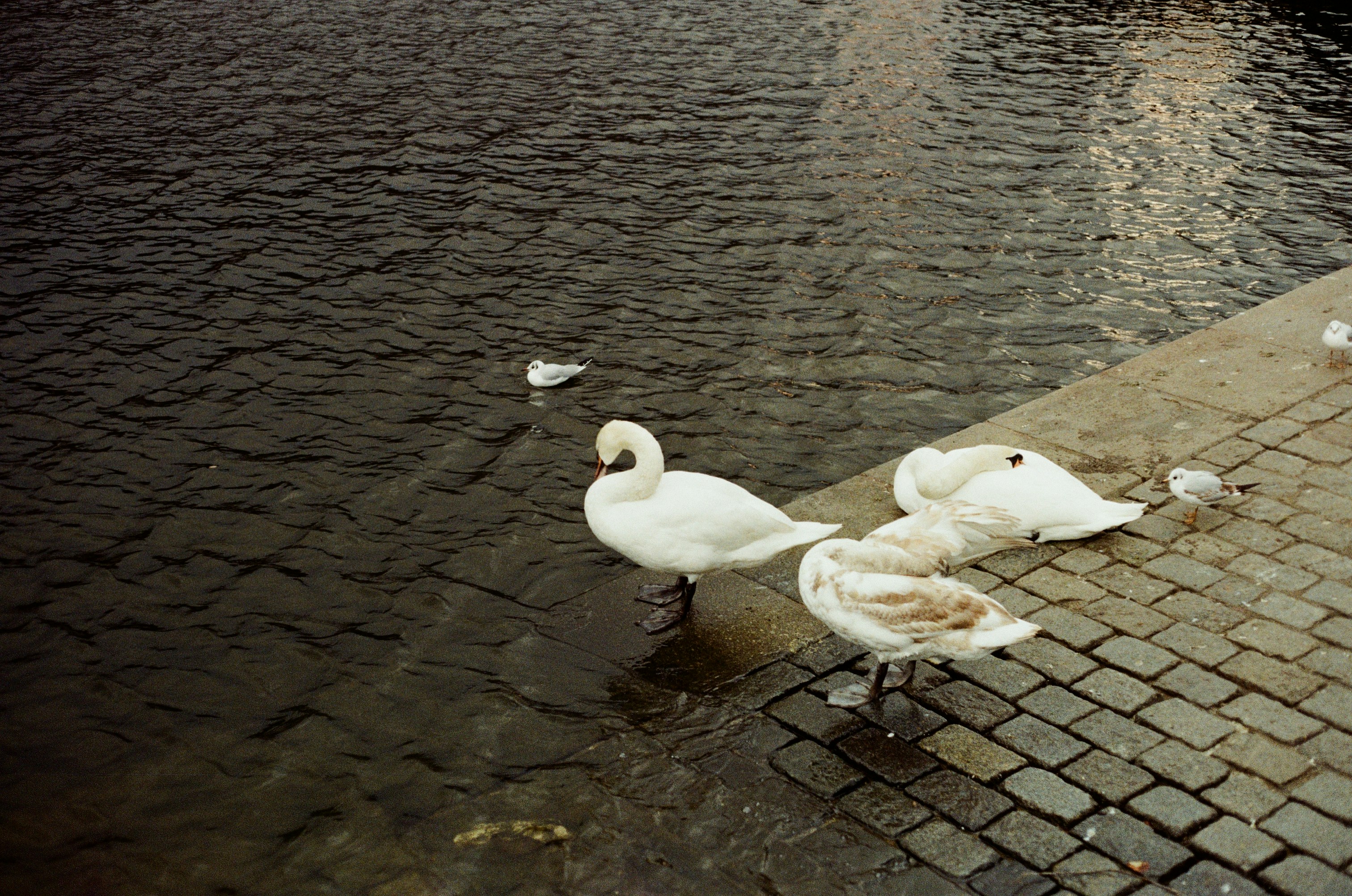 A group of white ducks on a brick surface photo – Free Prague Image on ...