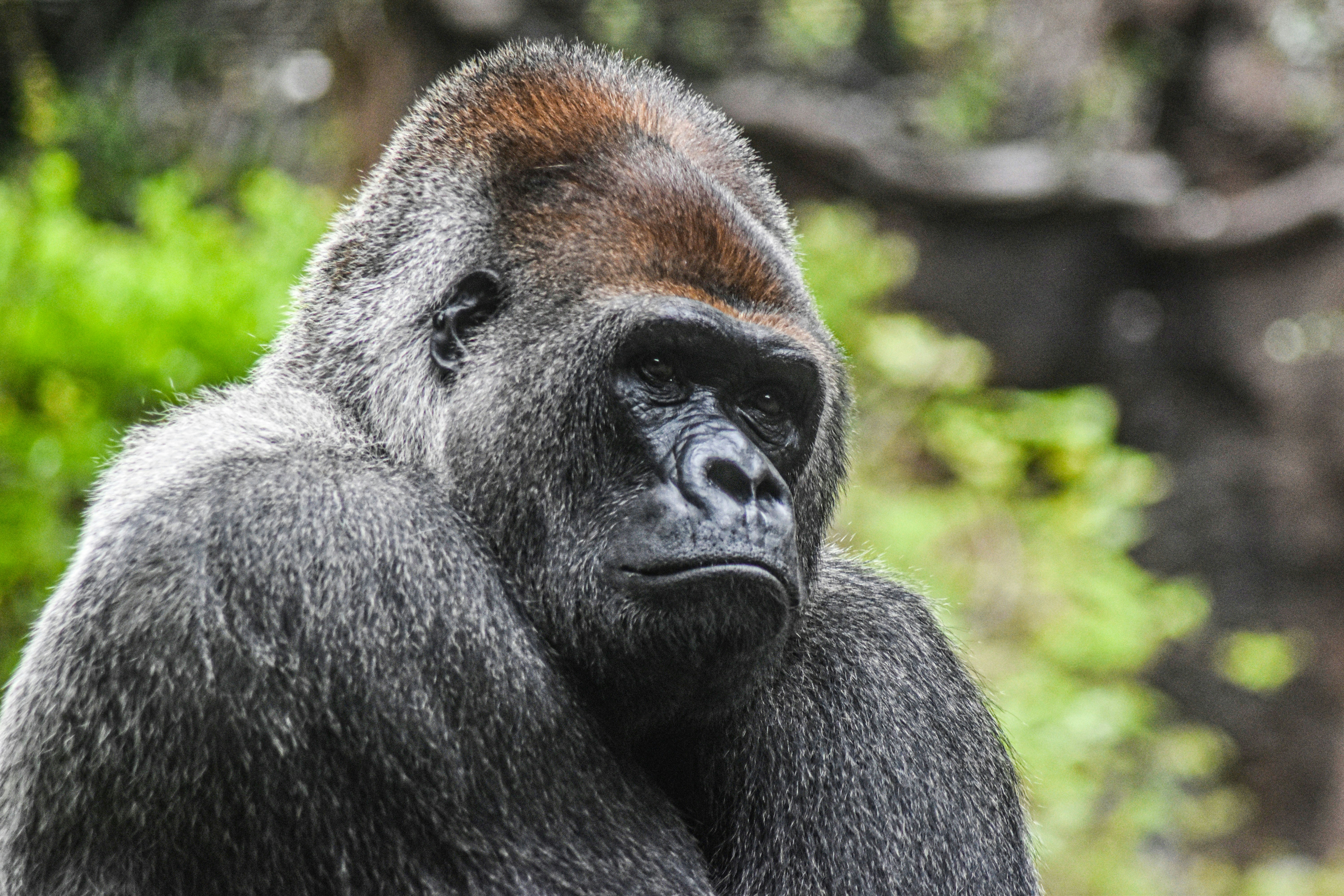 A gorilla looking at the camera photo – Free Mammal Image on Unsplash