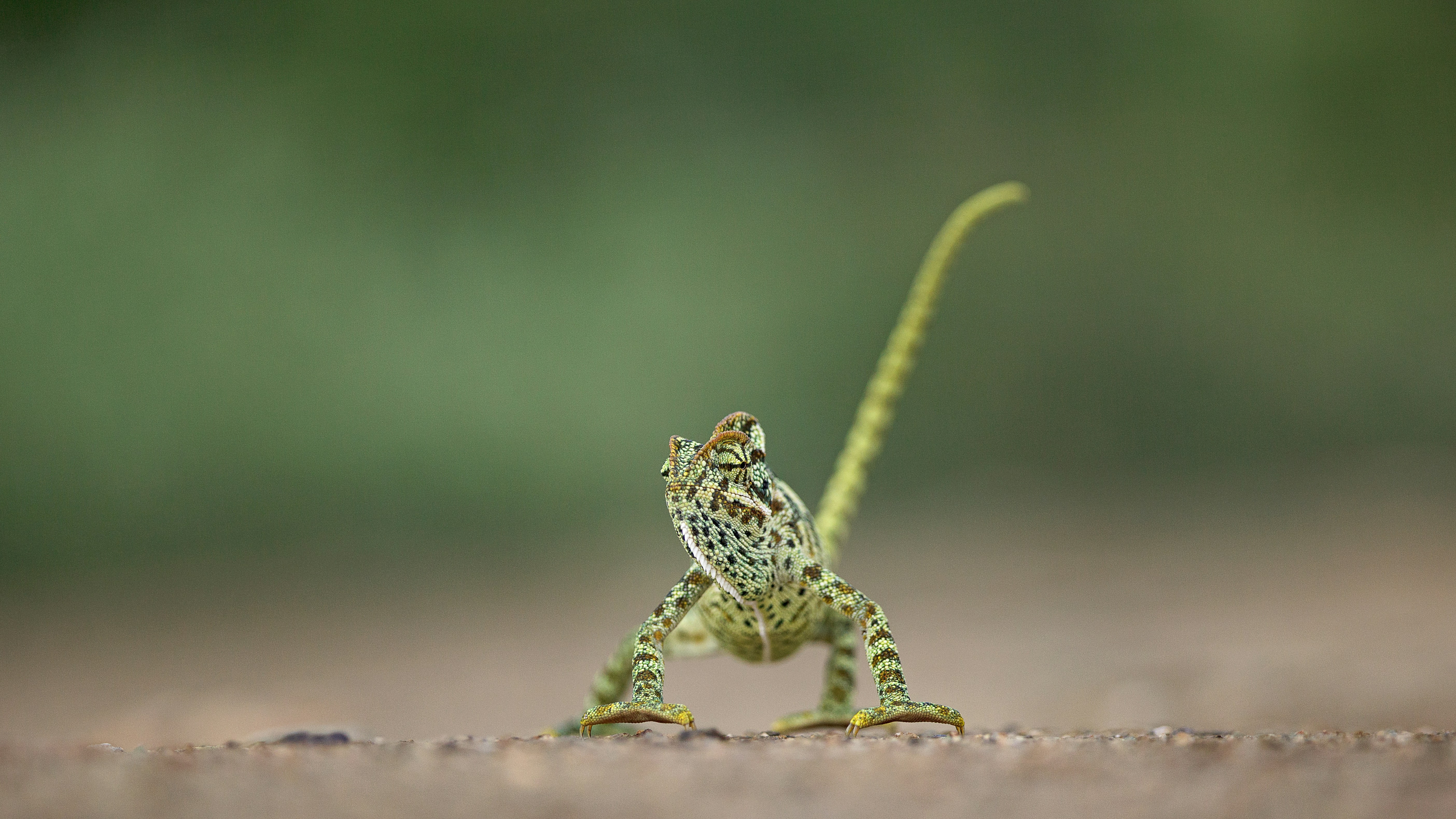 Cute Baby Lizard Pictures | Download Free Images on Unsplash