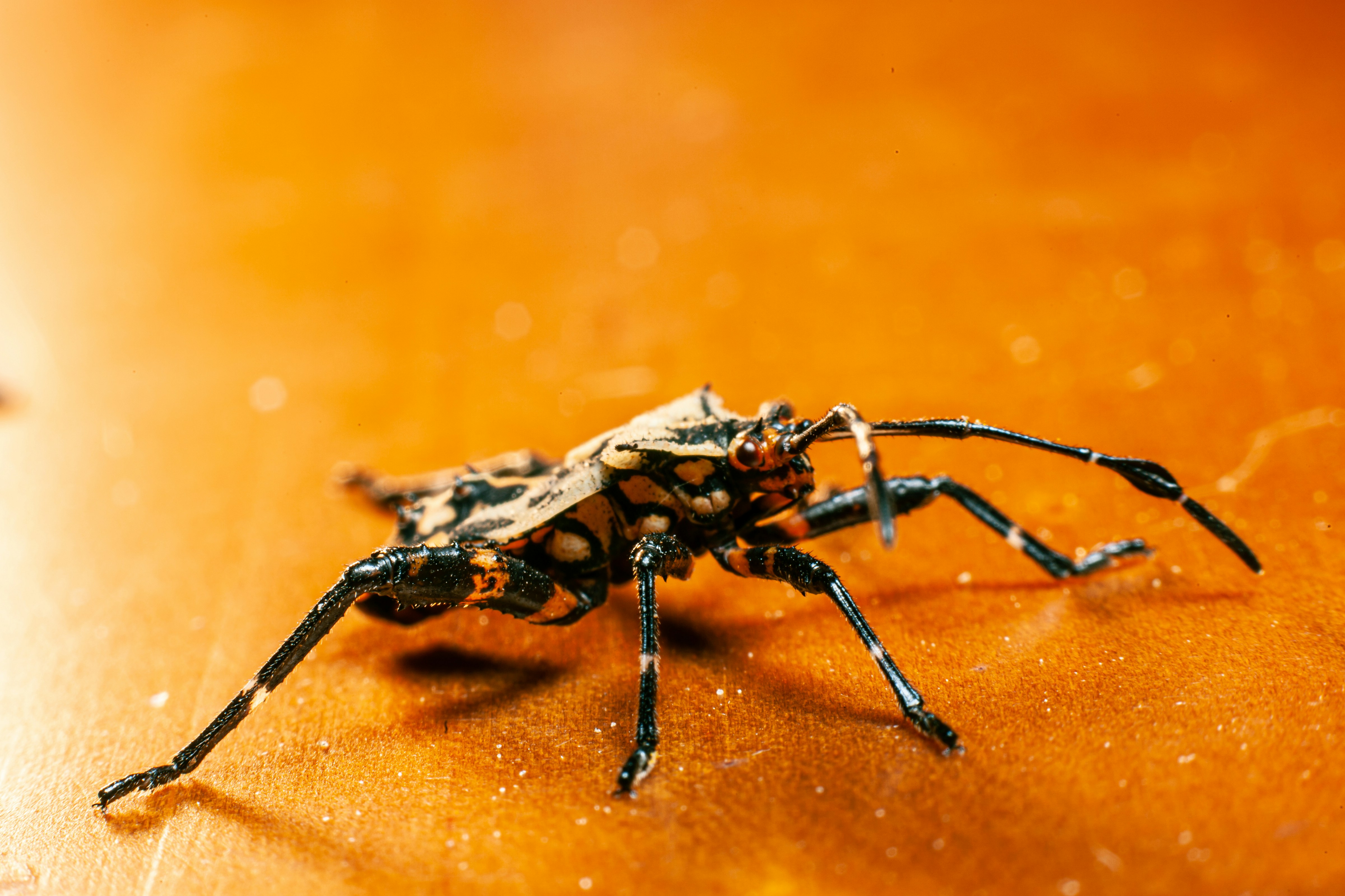 Amber Armor: Macro portrait of a tiny armored insect on a sunlit orange surface