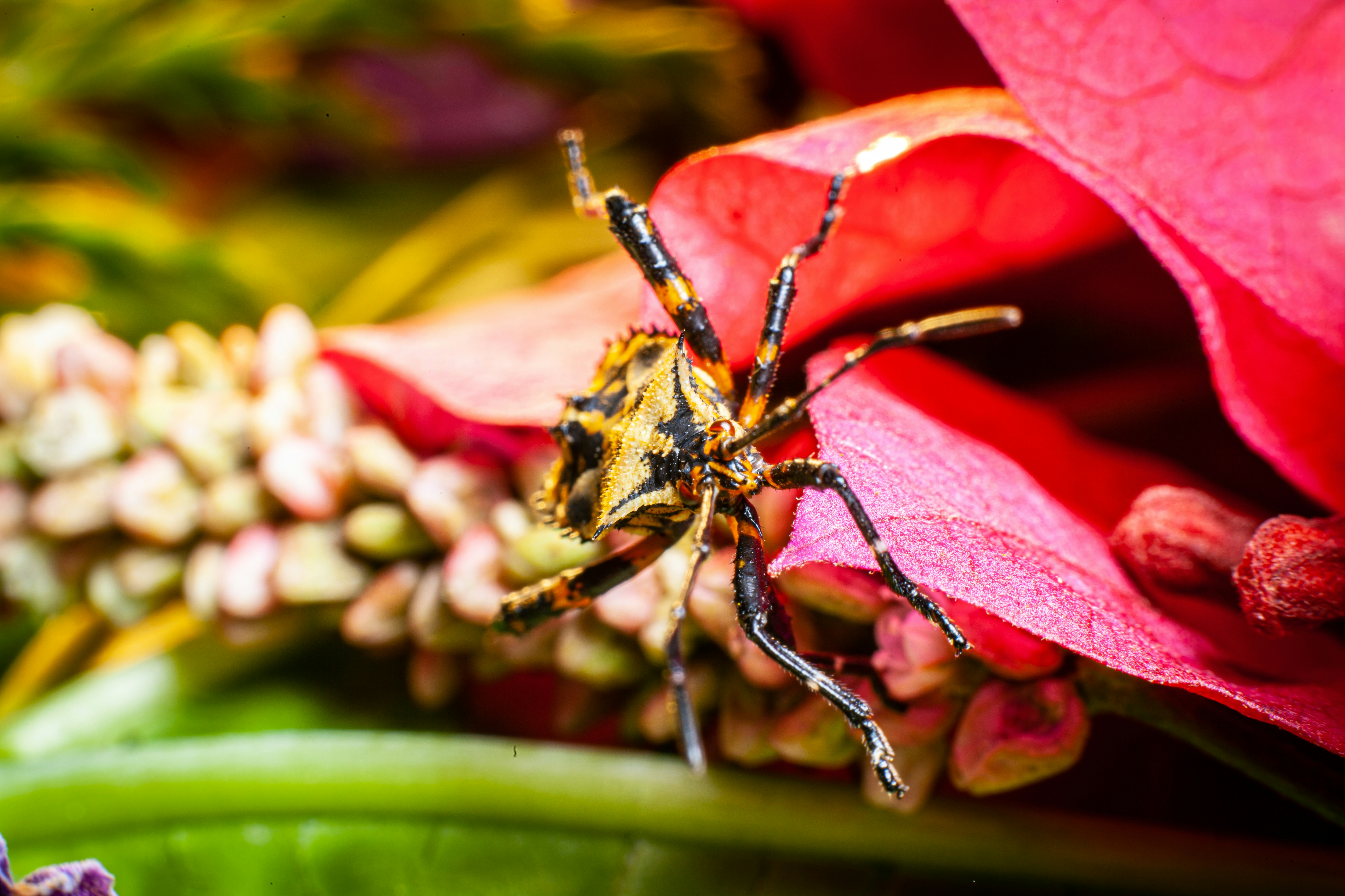 Crimson Blossom Siege: A striped insect clings to a vivid pink petal in macro detail