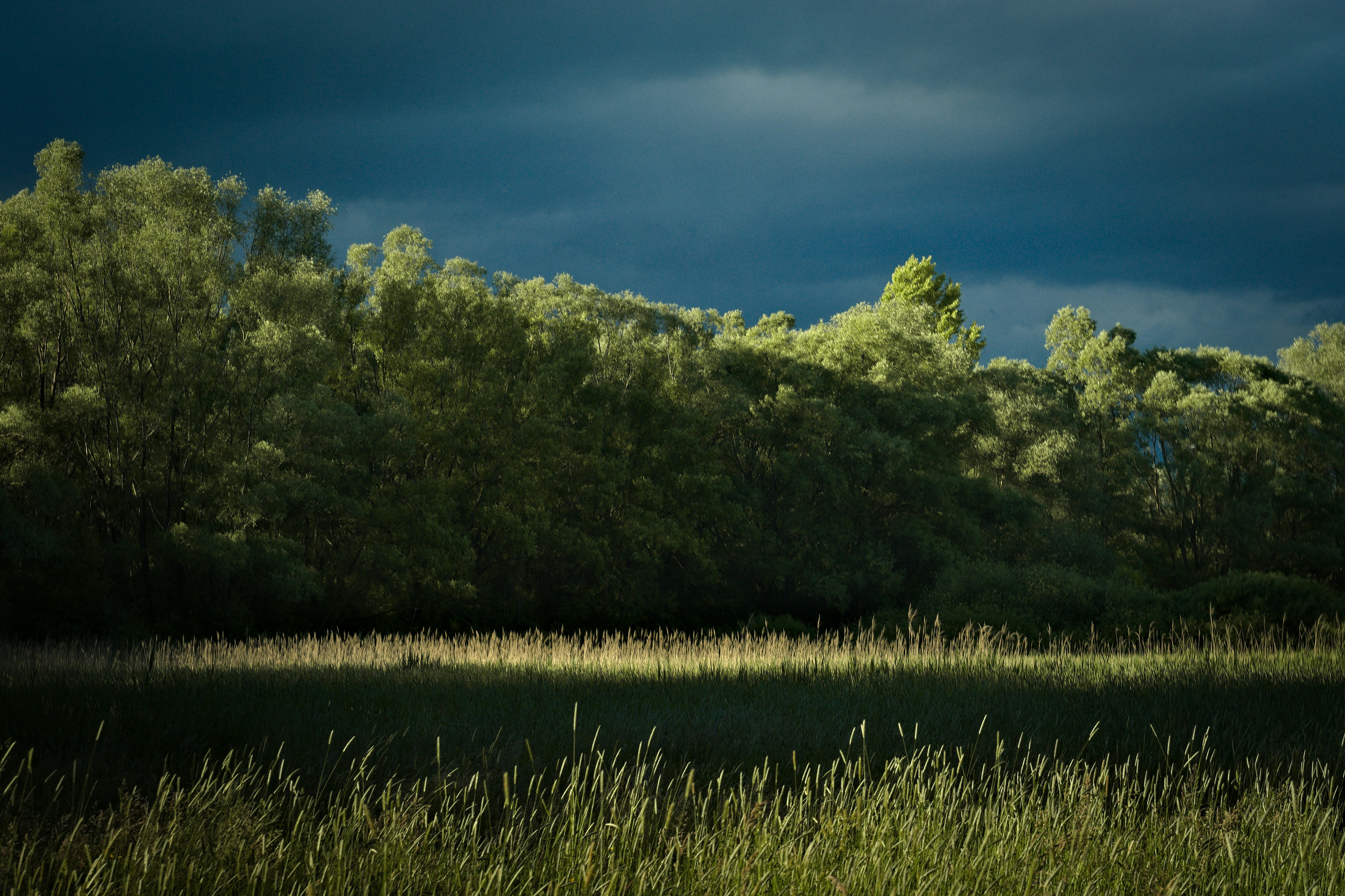 Whispers of Nature Under a Brooding Sky