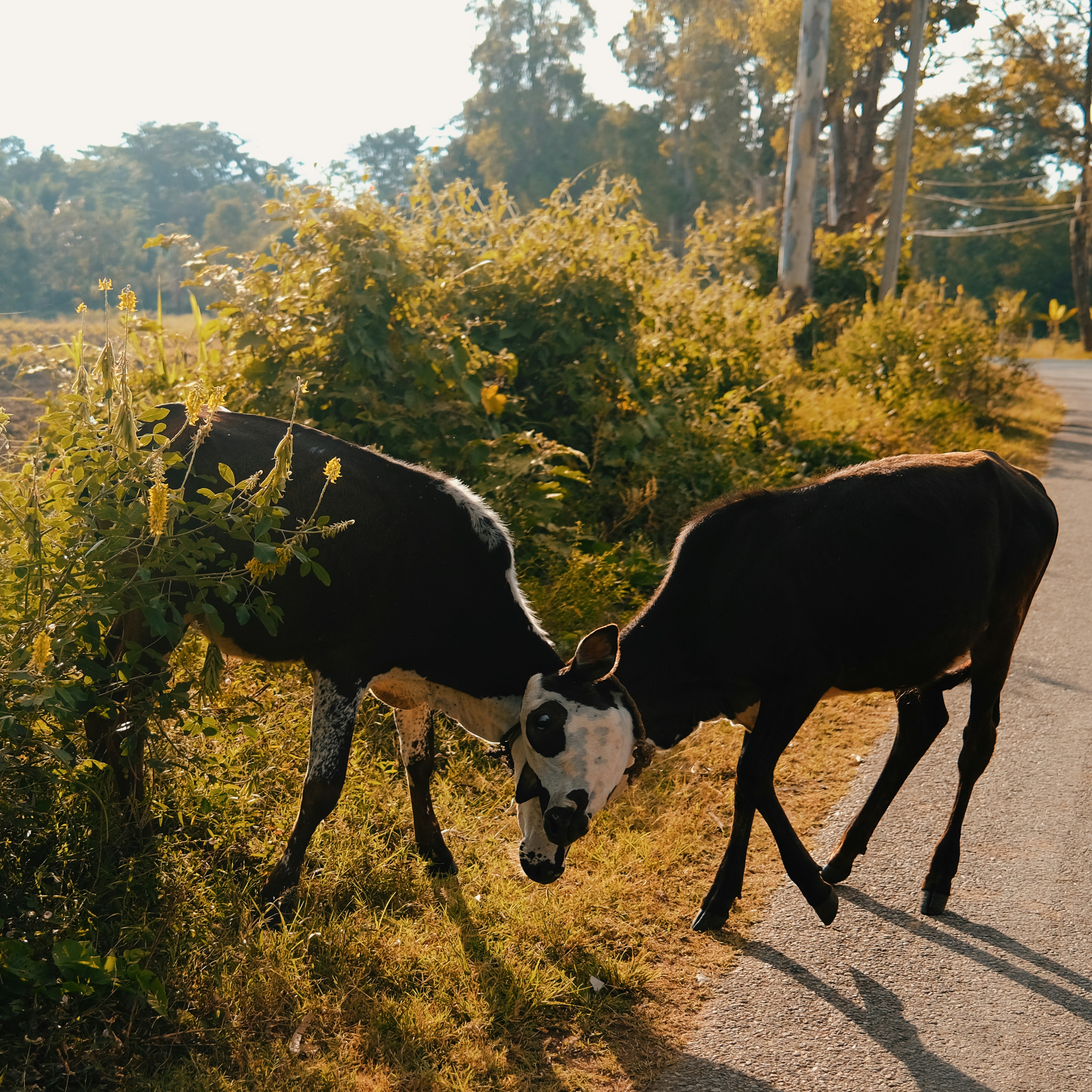 Sunlit Edge: Dual Cattle on a Quiet Country Lane