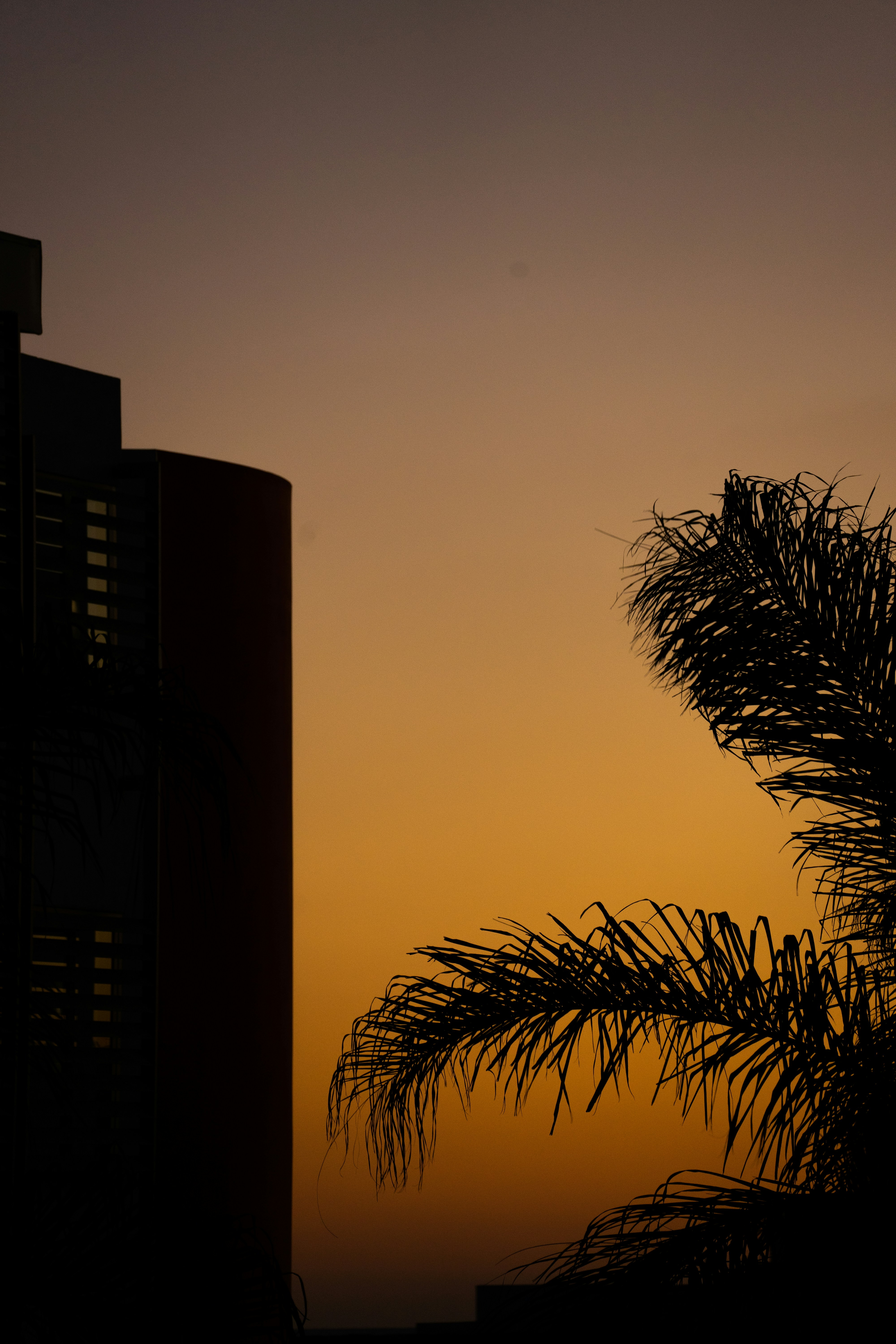 Tangerine Hour: Palm Fronds Framing a Dusk City Silhouette