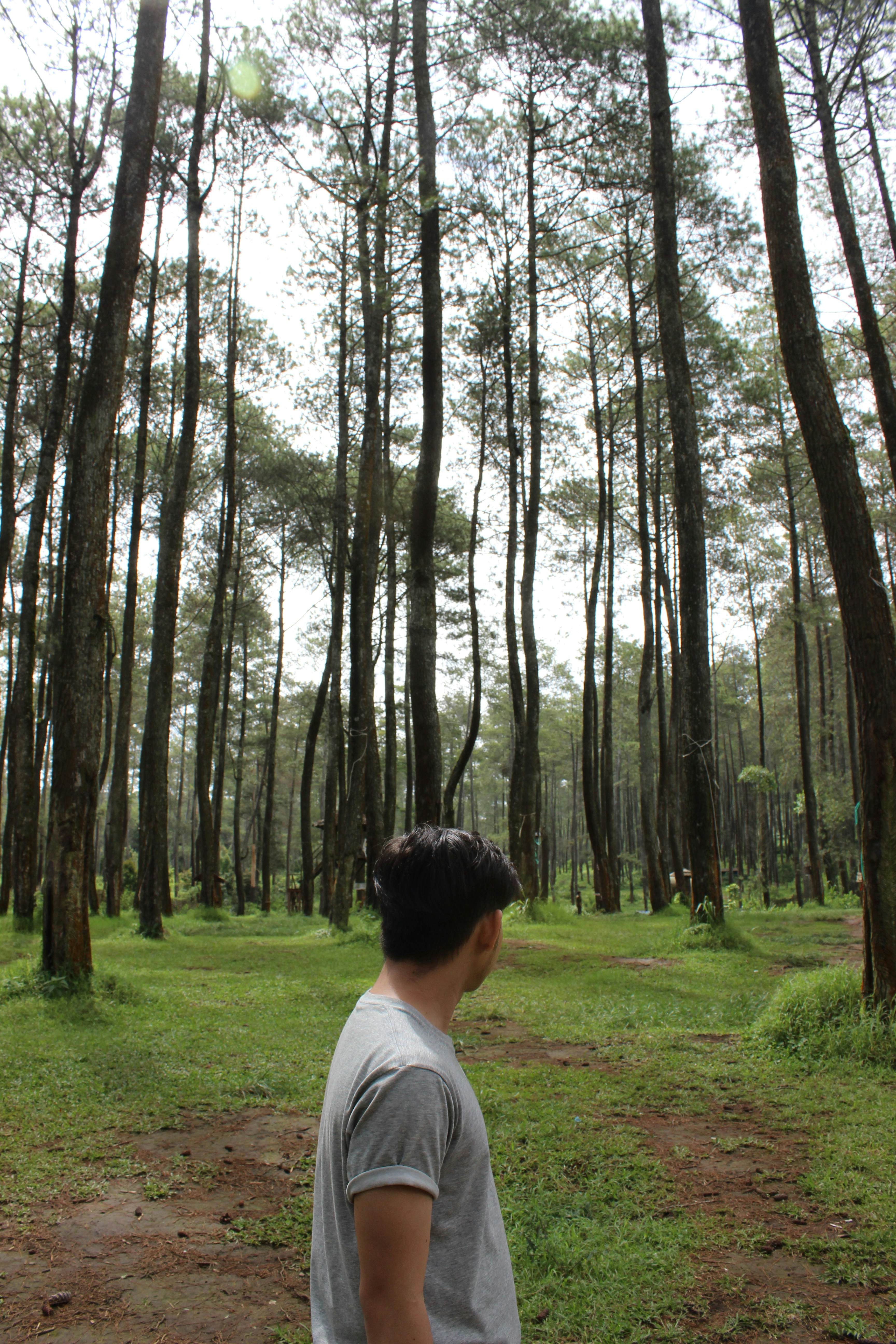 Between Pines: A Quiet Moment at the Edge of the Forest