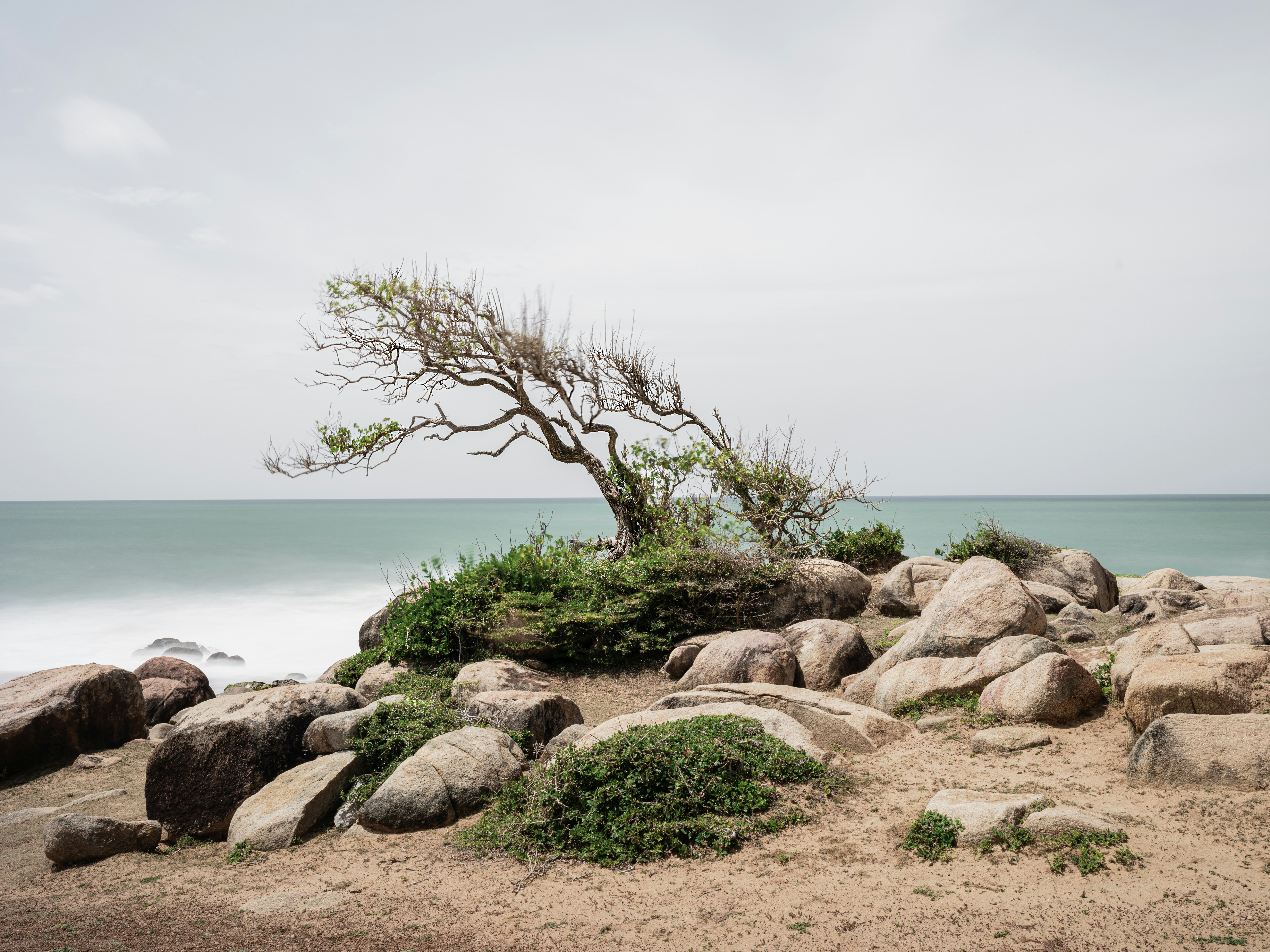 A solitary tree stands resiliently on rocky terrain beside a tranquil sea, with gentle waves lapping at the shore.