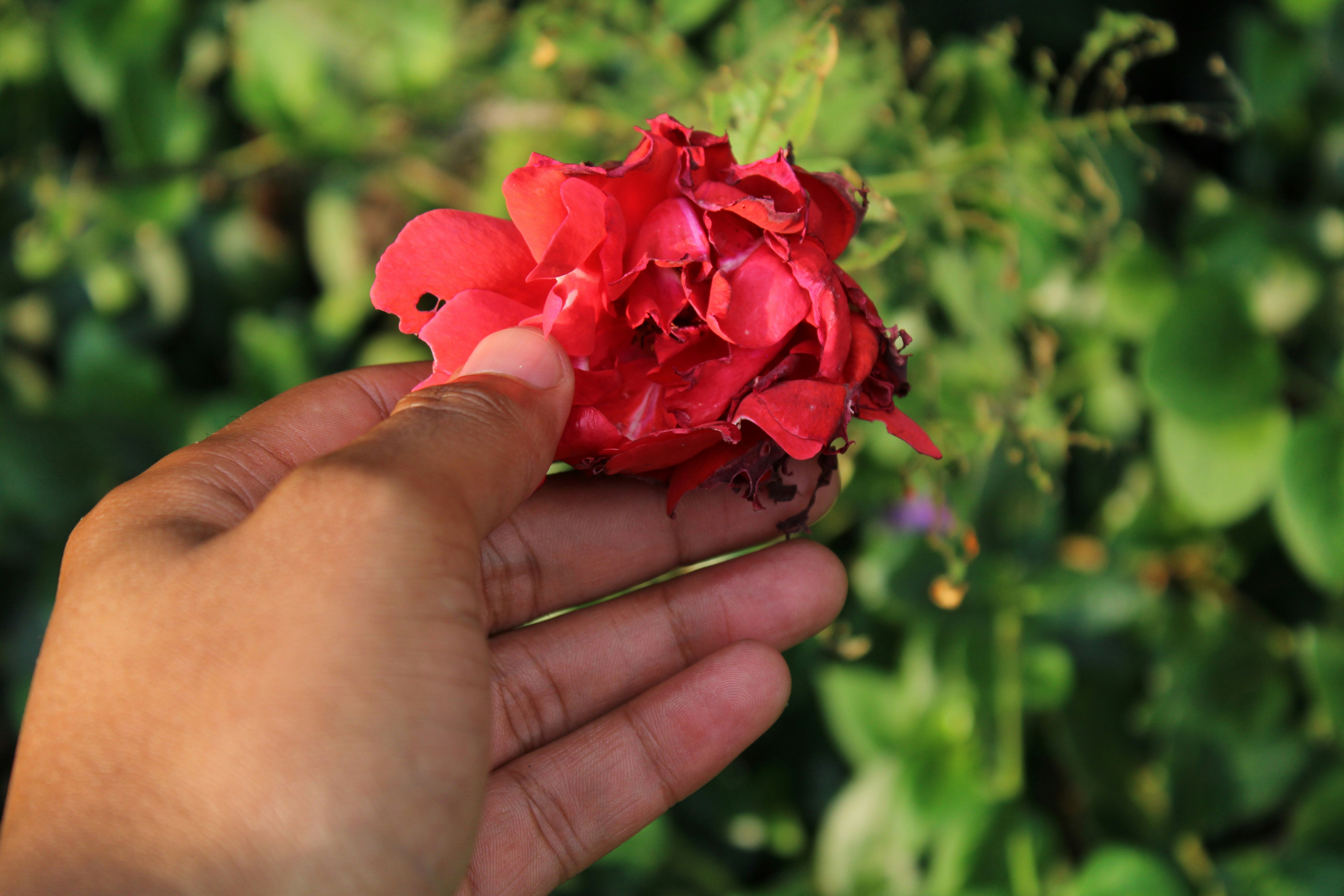 Crimson Petal in Hand: A Quiet Macro Moment
