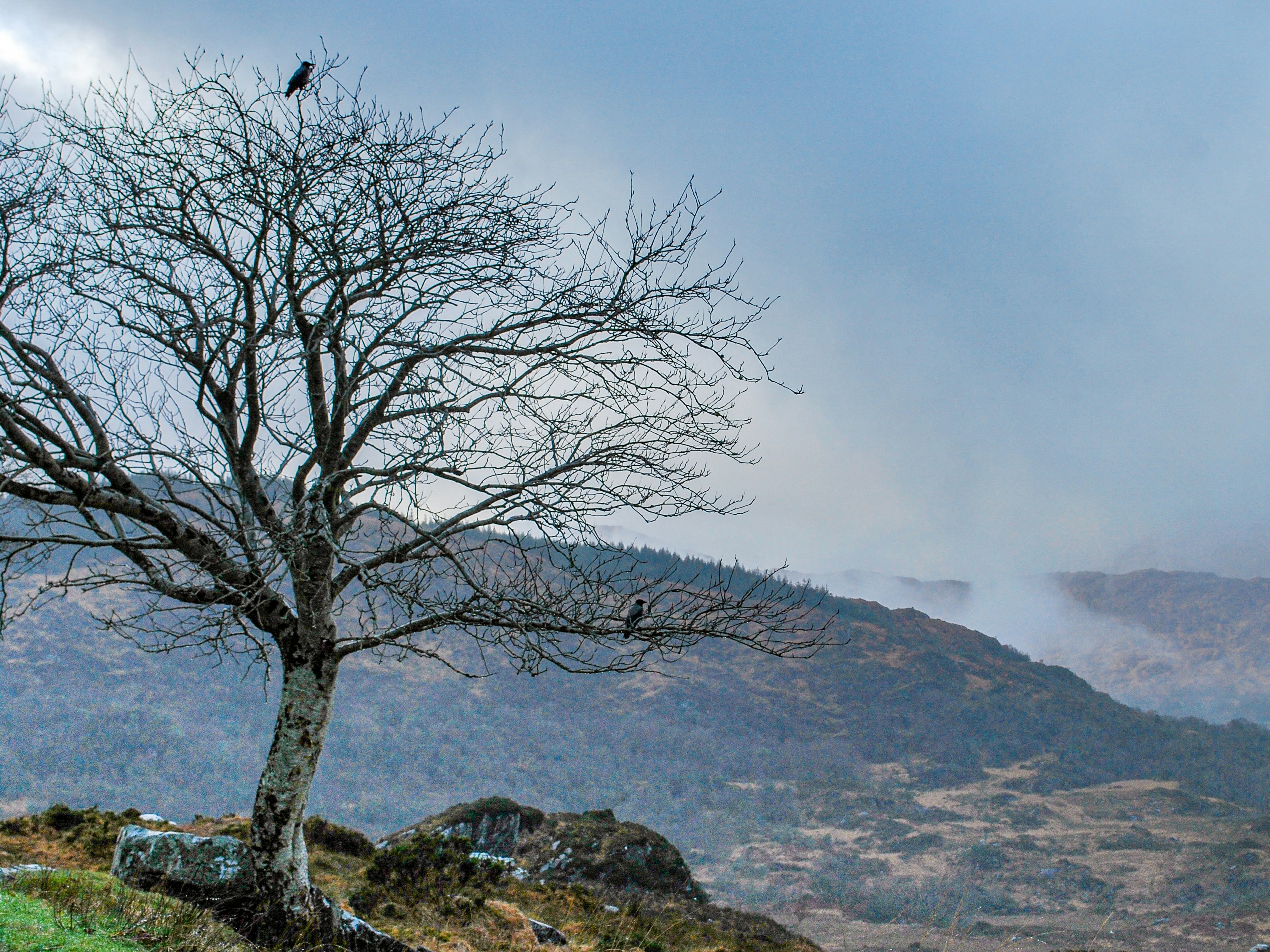 Lone Tree on a Mist-Wrapped Ridge, with a Perched Watcher