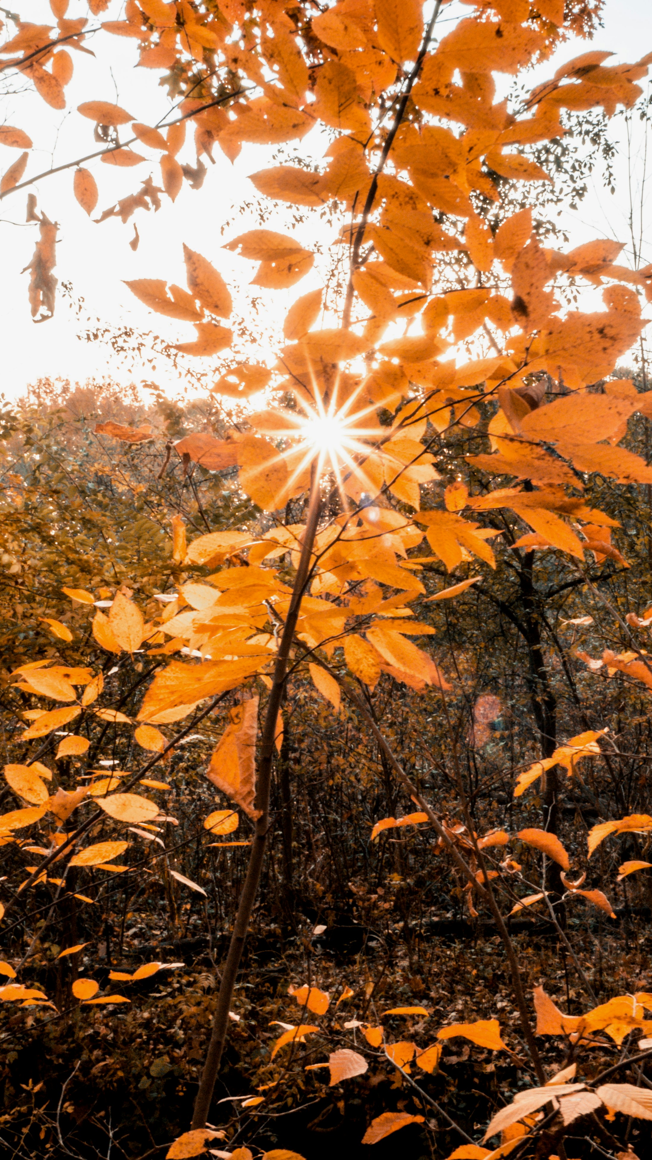 a tree with orange leaves