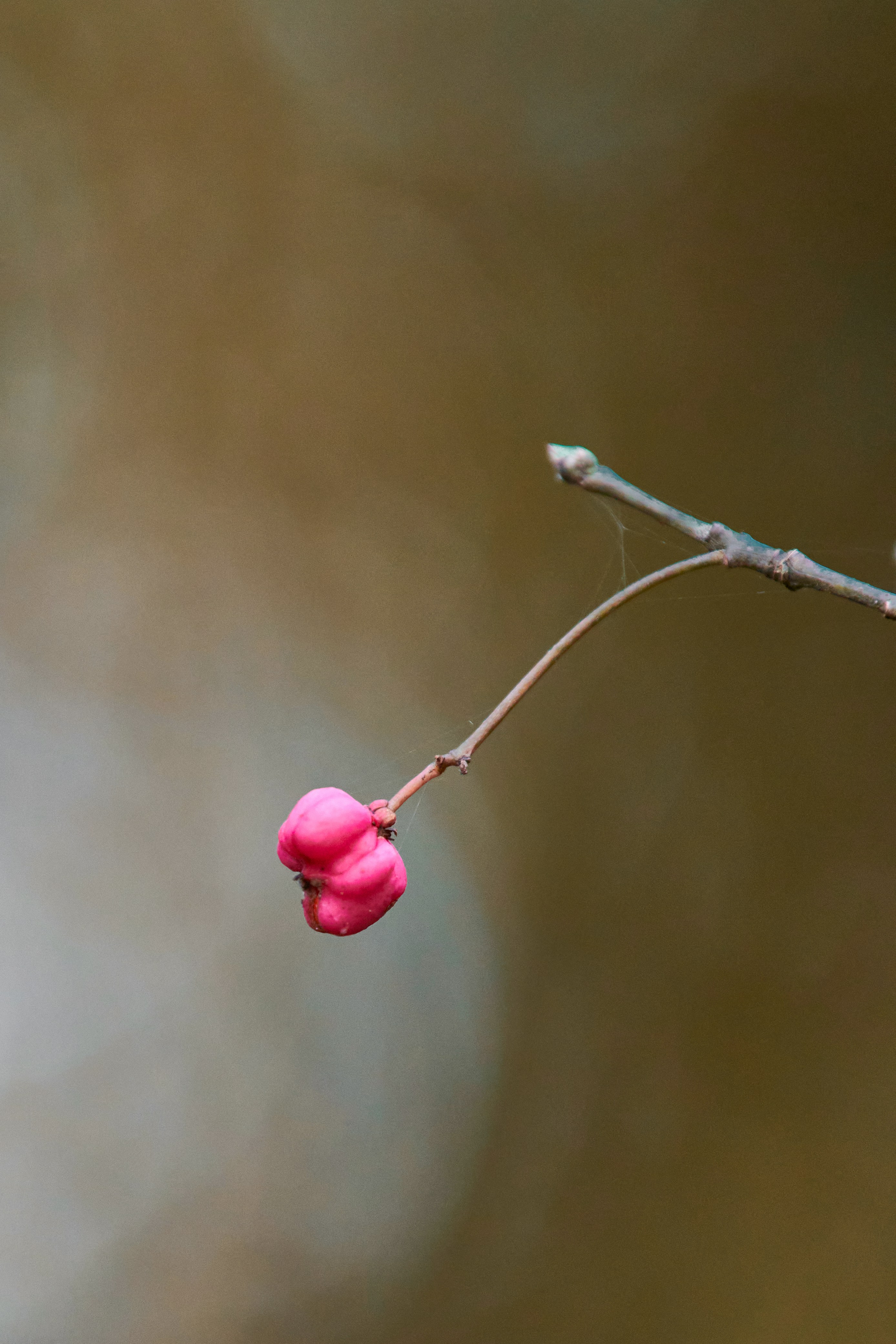 Scarlet Berries on a Slender Twig Against a Velvet Autumn Backdrop