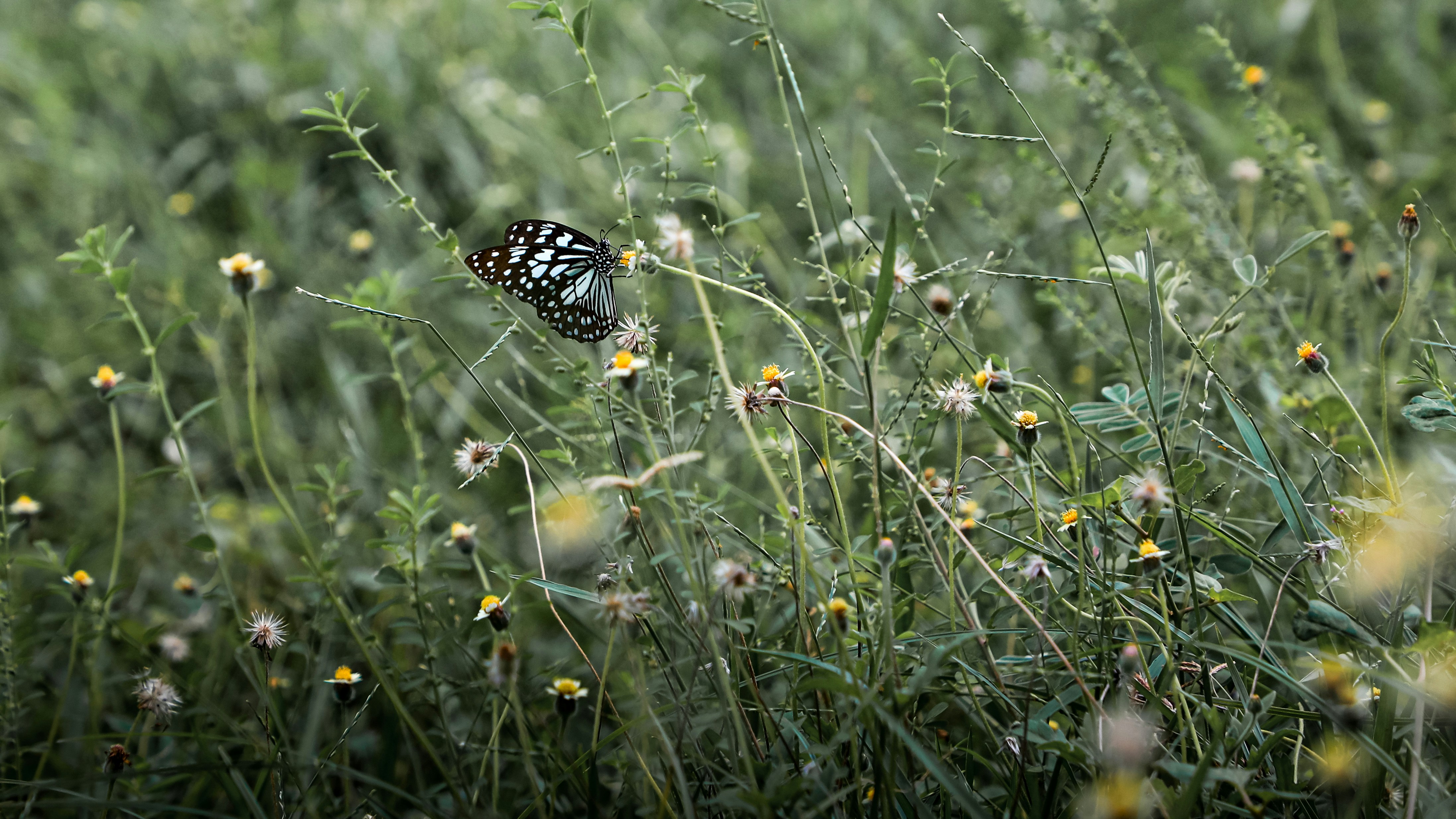 Winged Pause Among Quiet Meadow Grasses