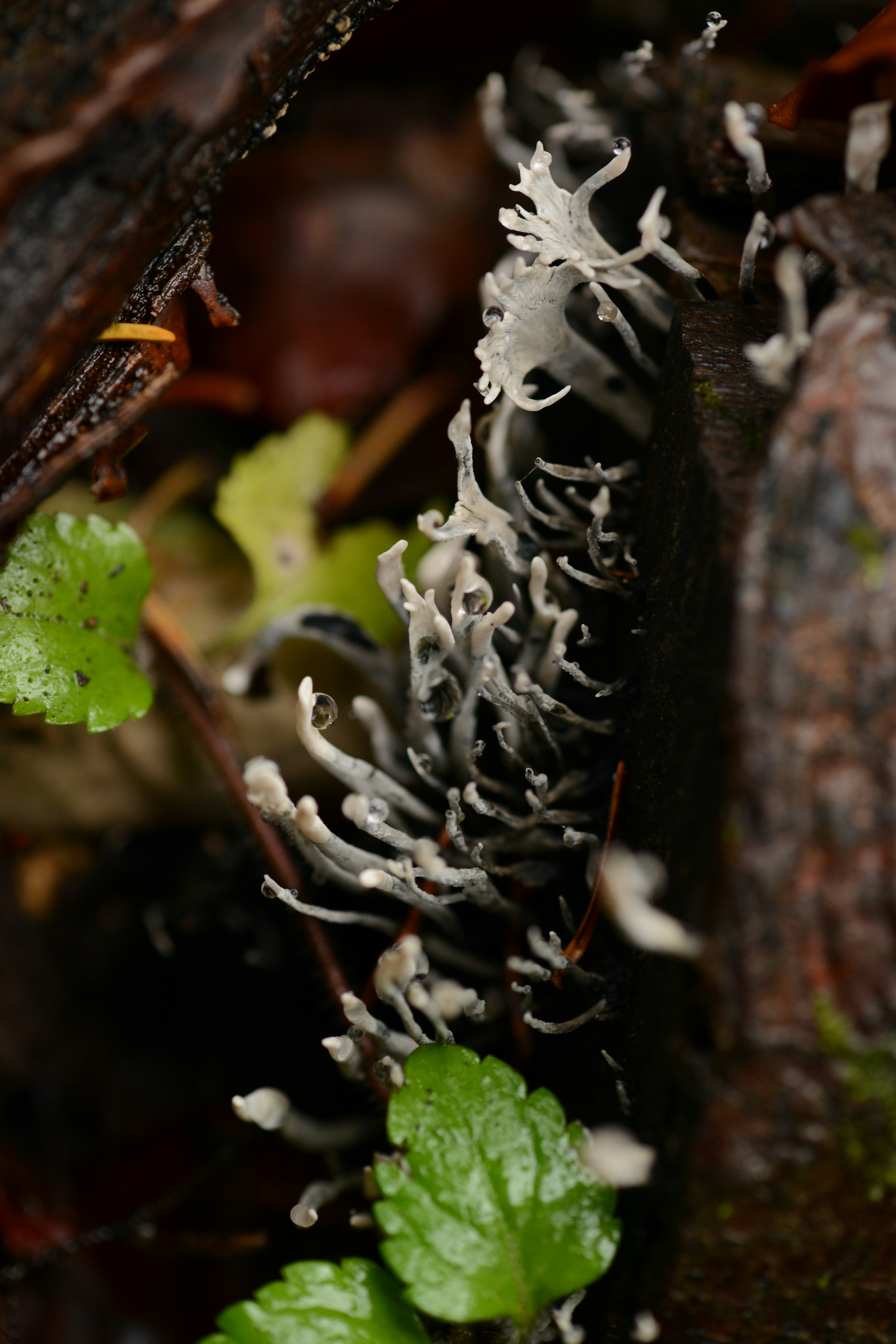 White Coral-like Lichen Wreath Framing a Dark Bark Crevice