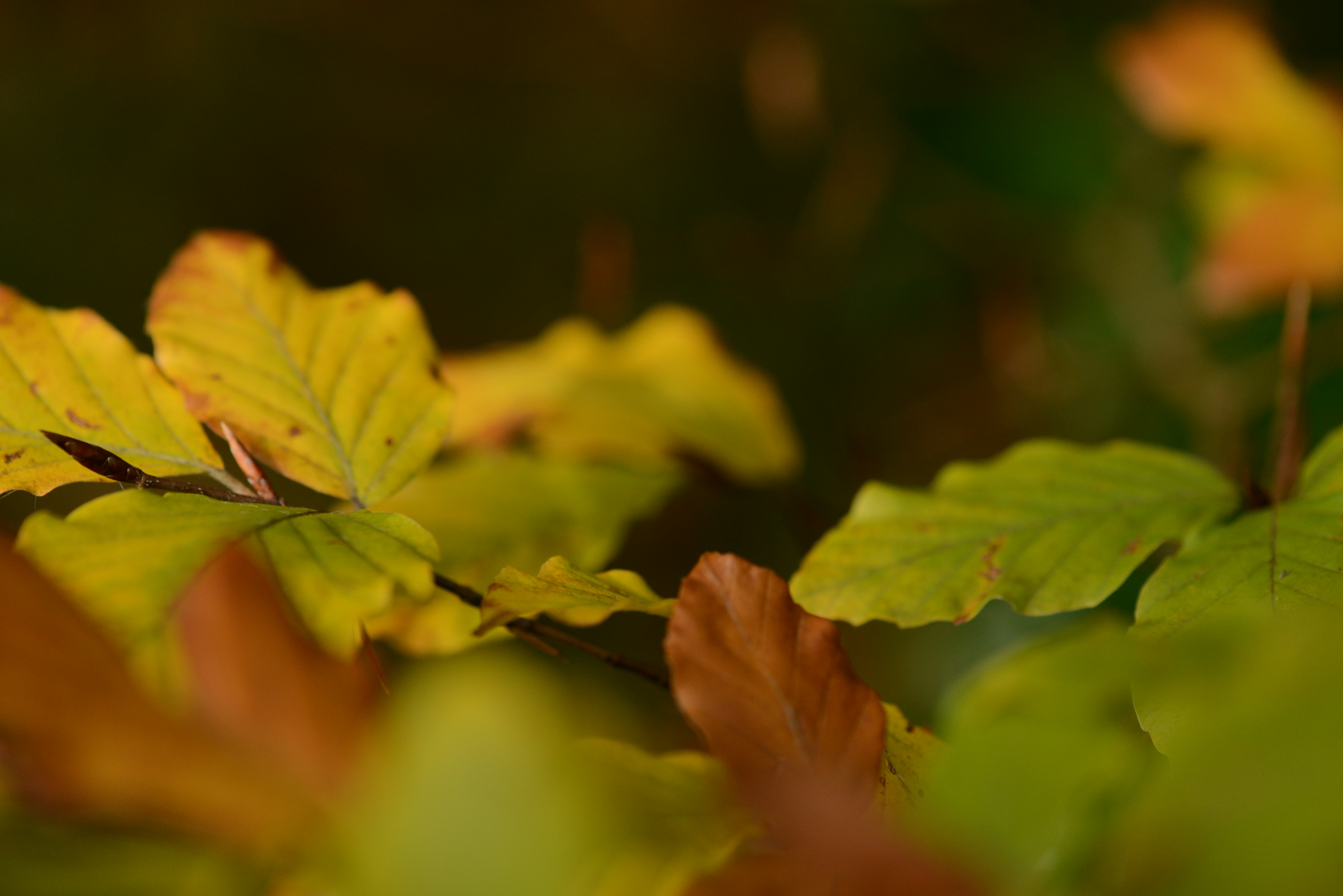 Amber-tinged leaf in a velvet autumn backdrop