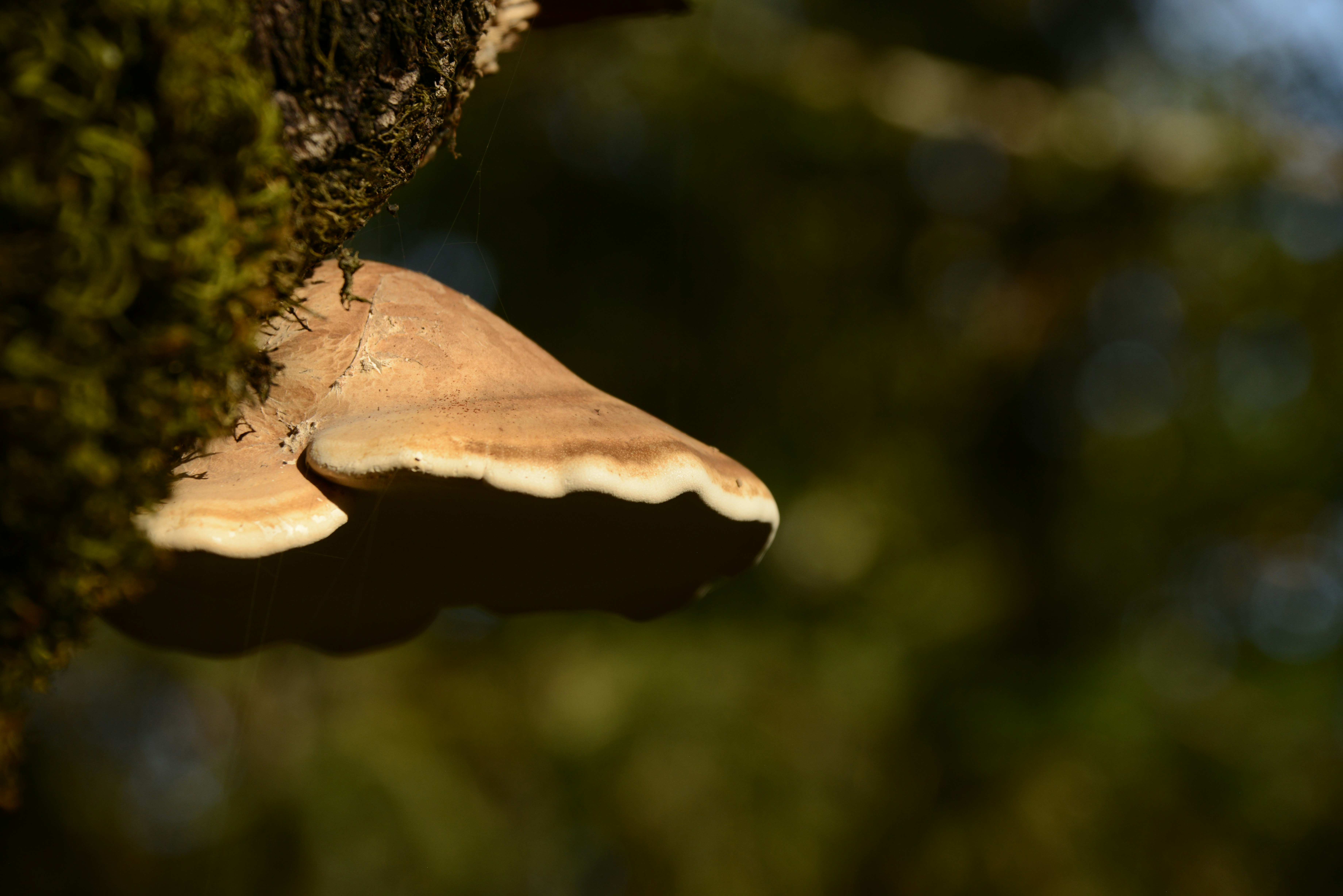 Photo by Colfra with Nikon D800