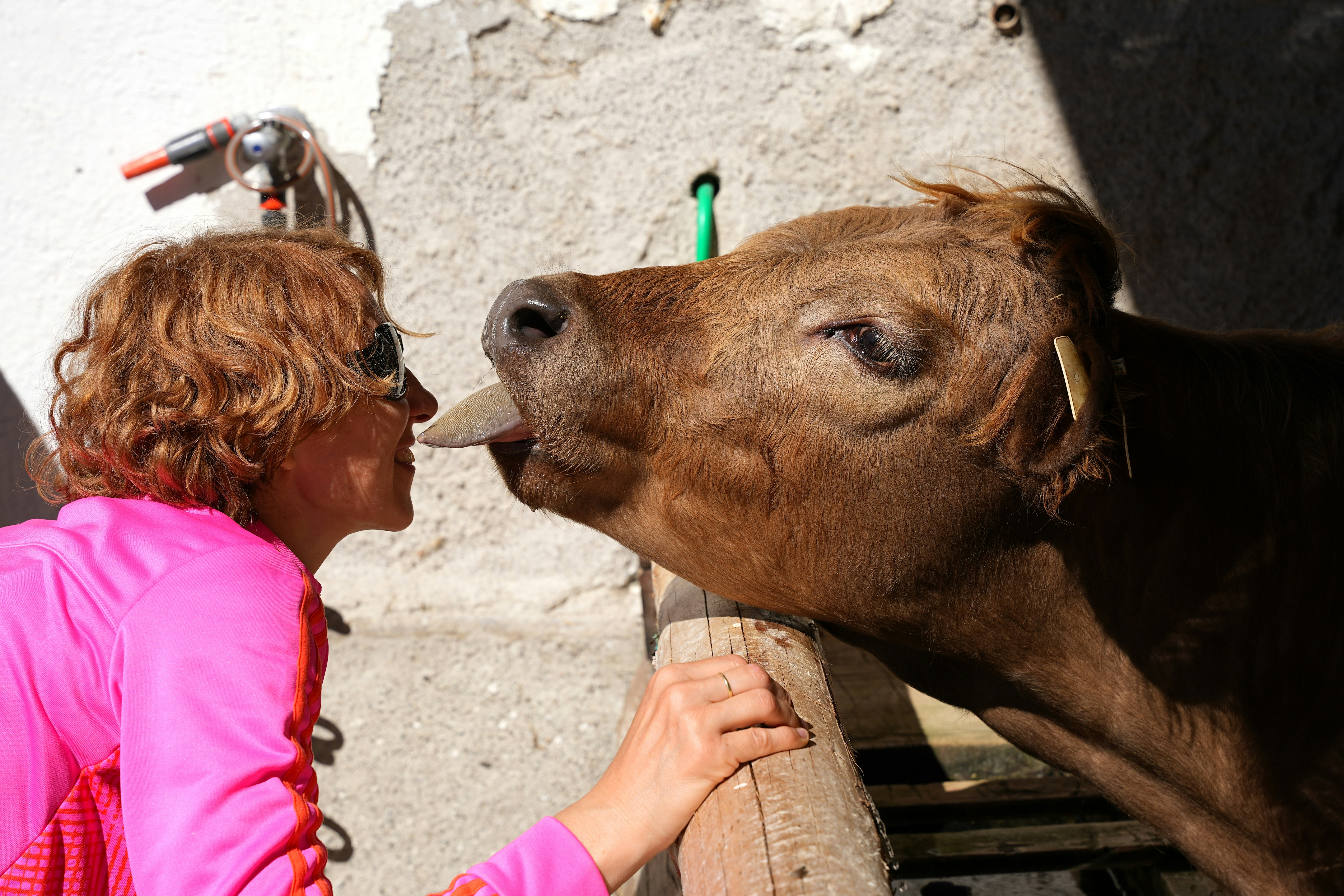 A person kissing a goat photo – Free Cow Image on Unsplash