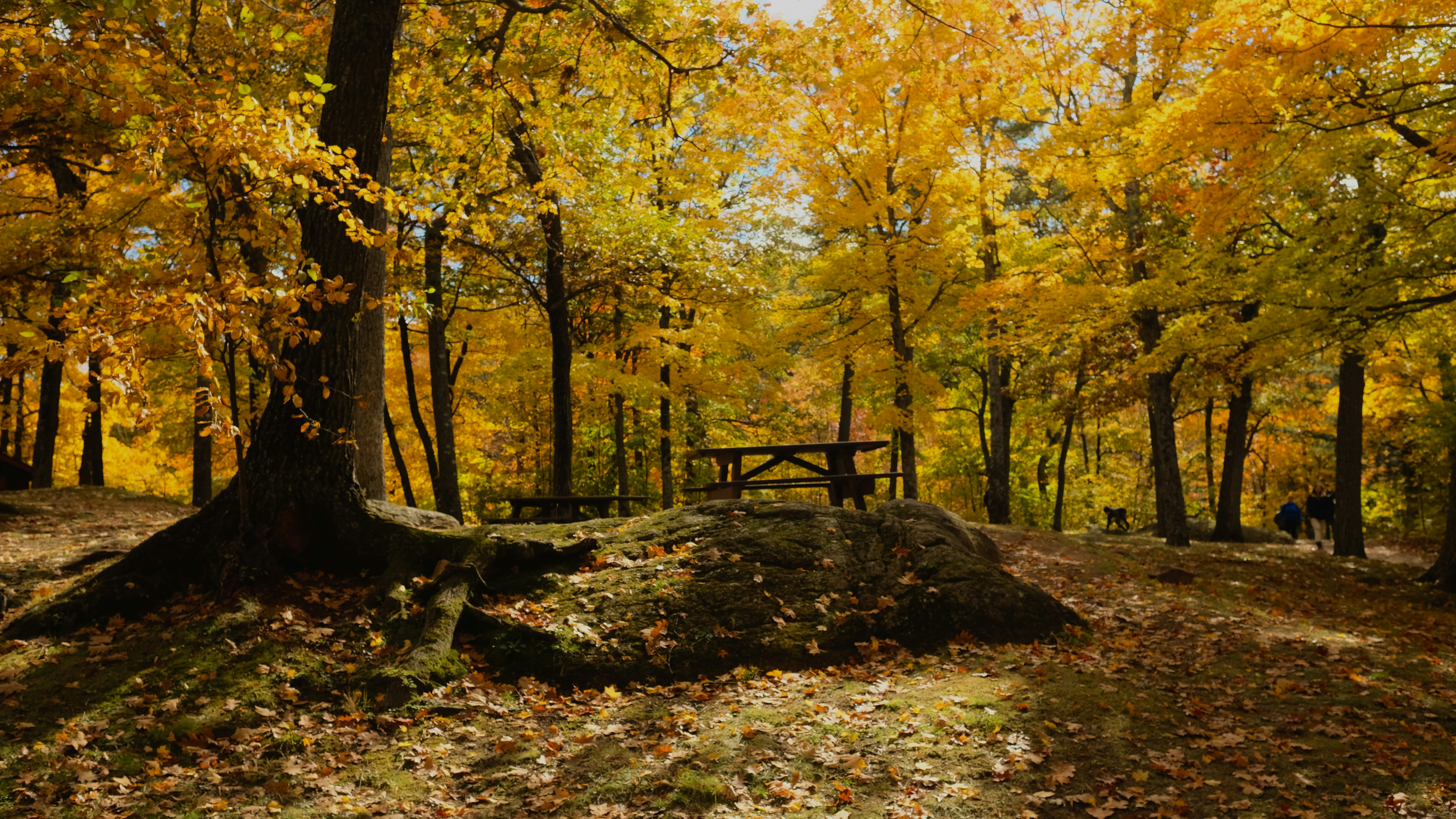 Autumn leavessnap shoot