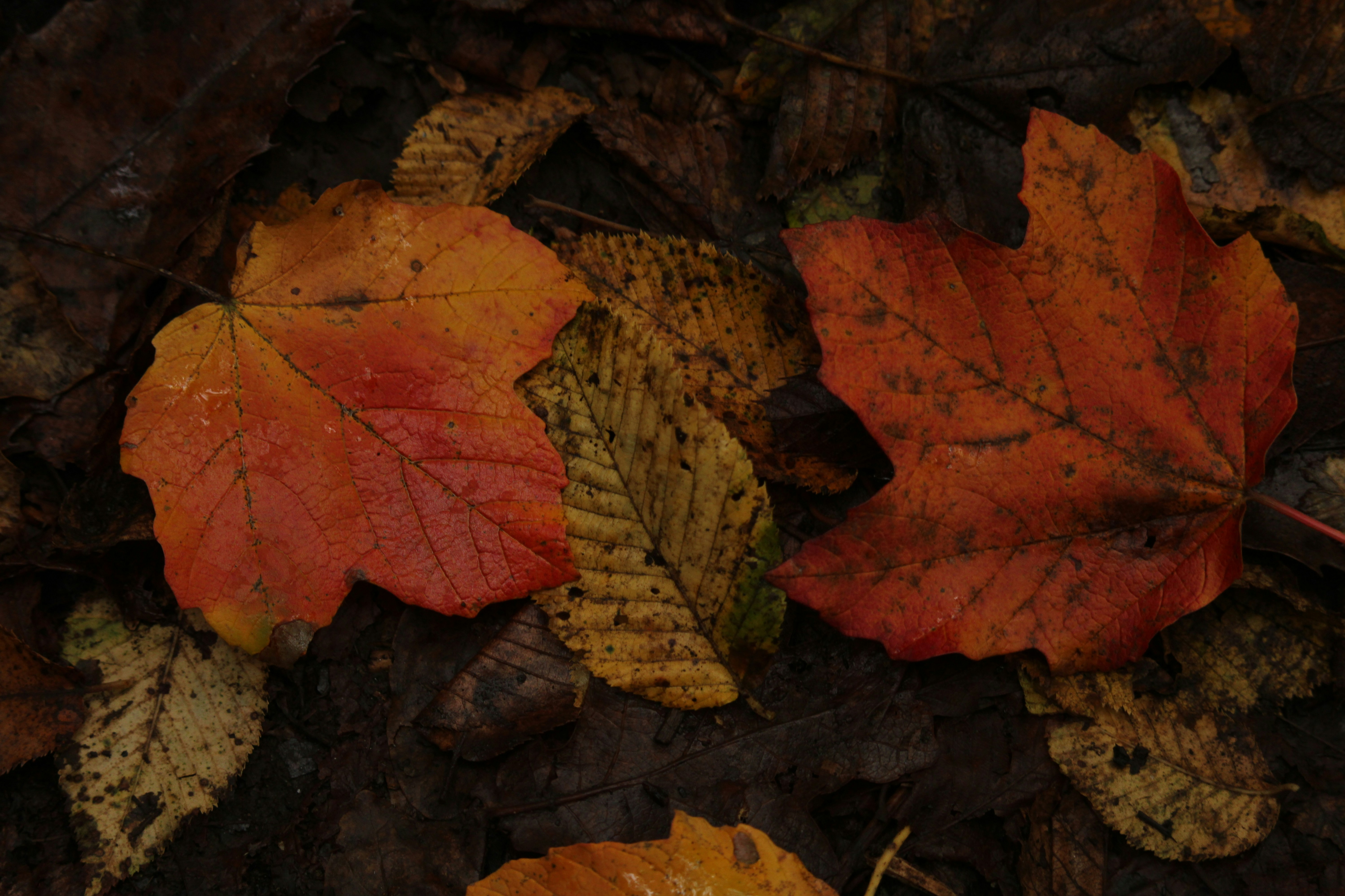 Vibrant red and orange maple leaves scattered among earthy tones of fallen foliage. The scene captures the essence of autumn's transition.