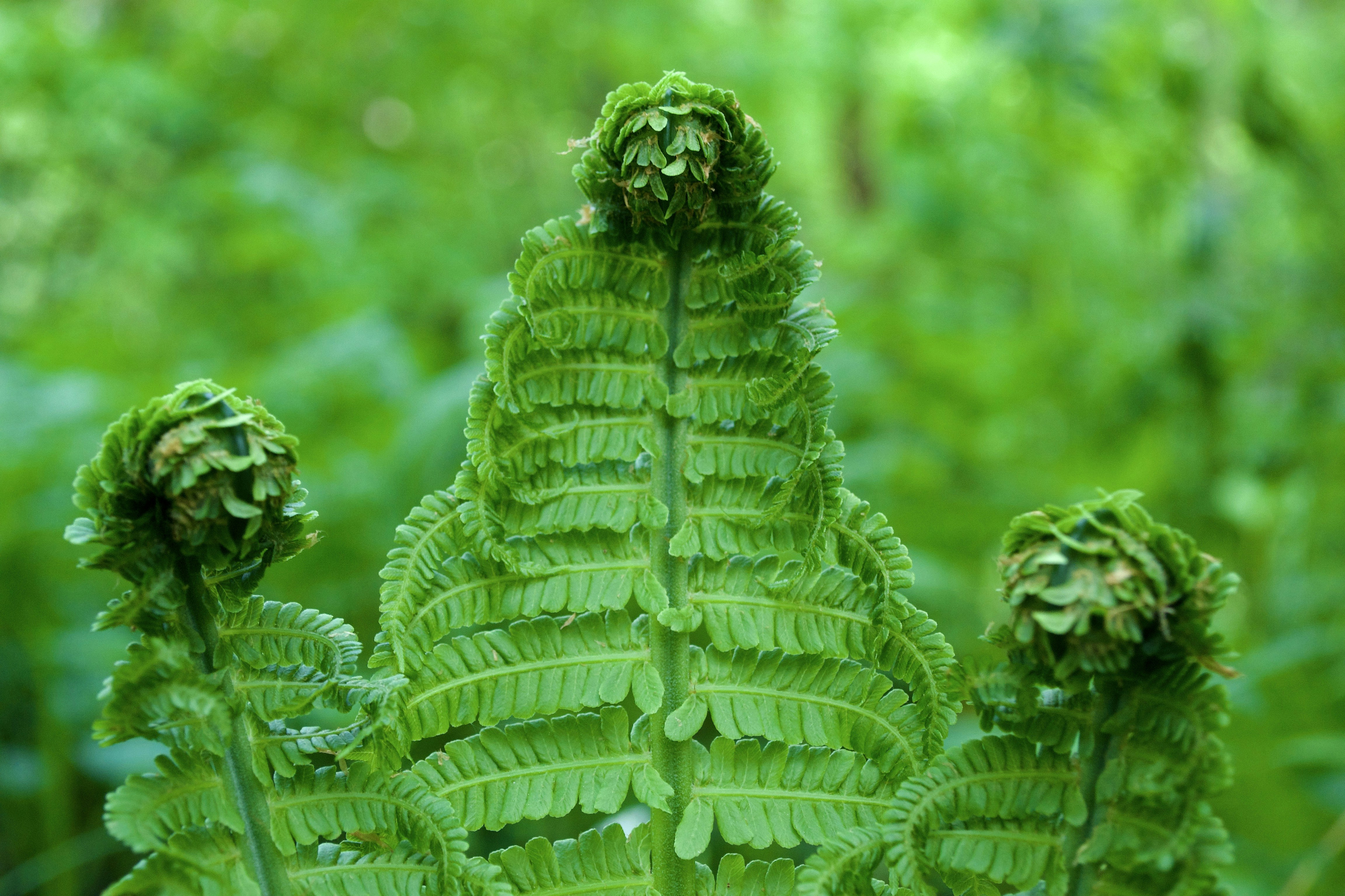 Un gros plan d’une plante photo – Image gratuite de Russie sur Unsplash