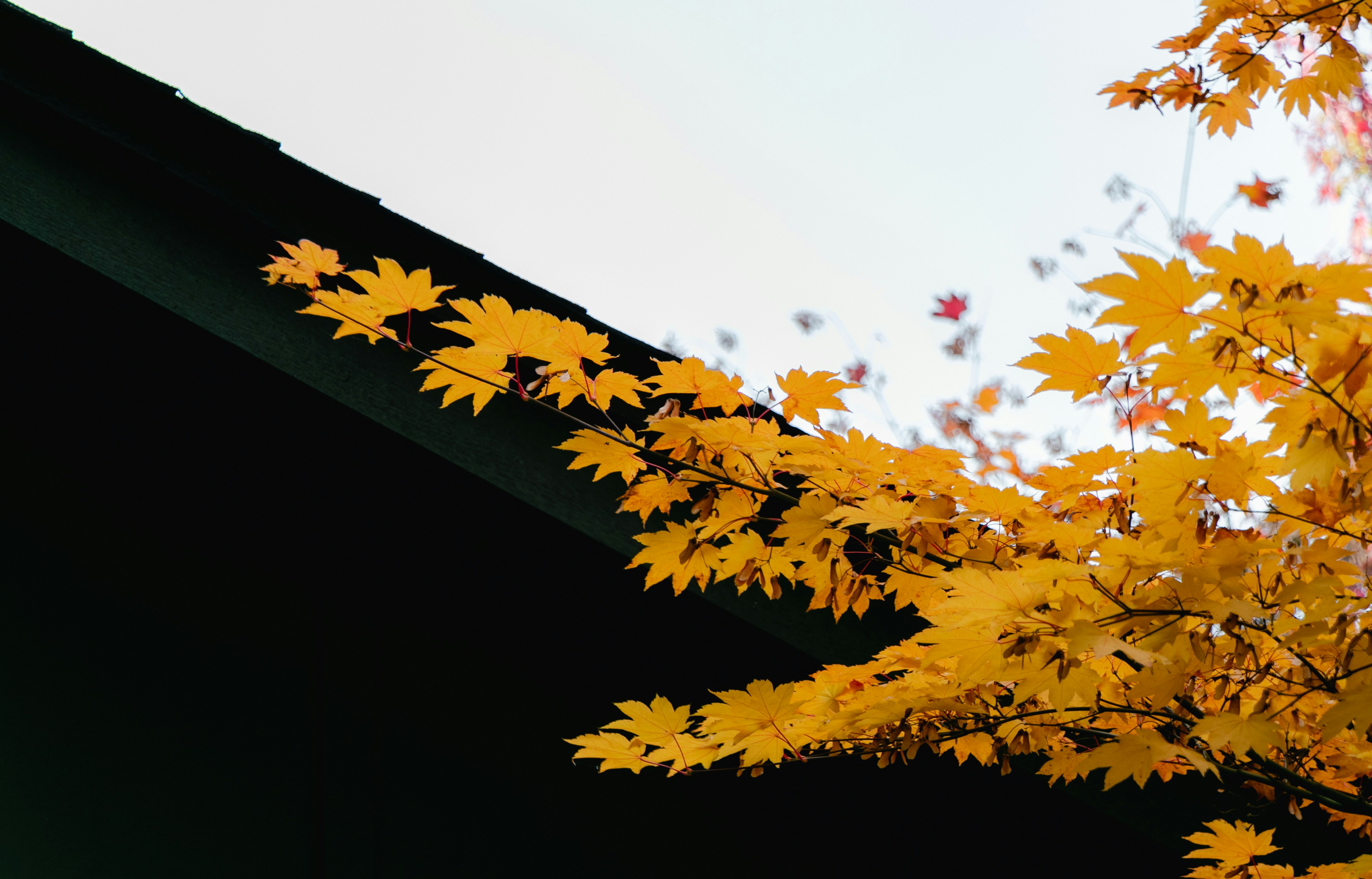Sunlit Maple Fringe Above a Shadowed Roof Line