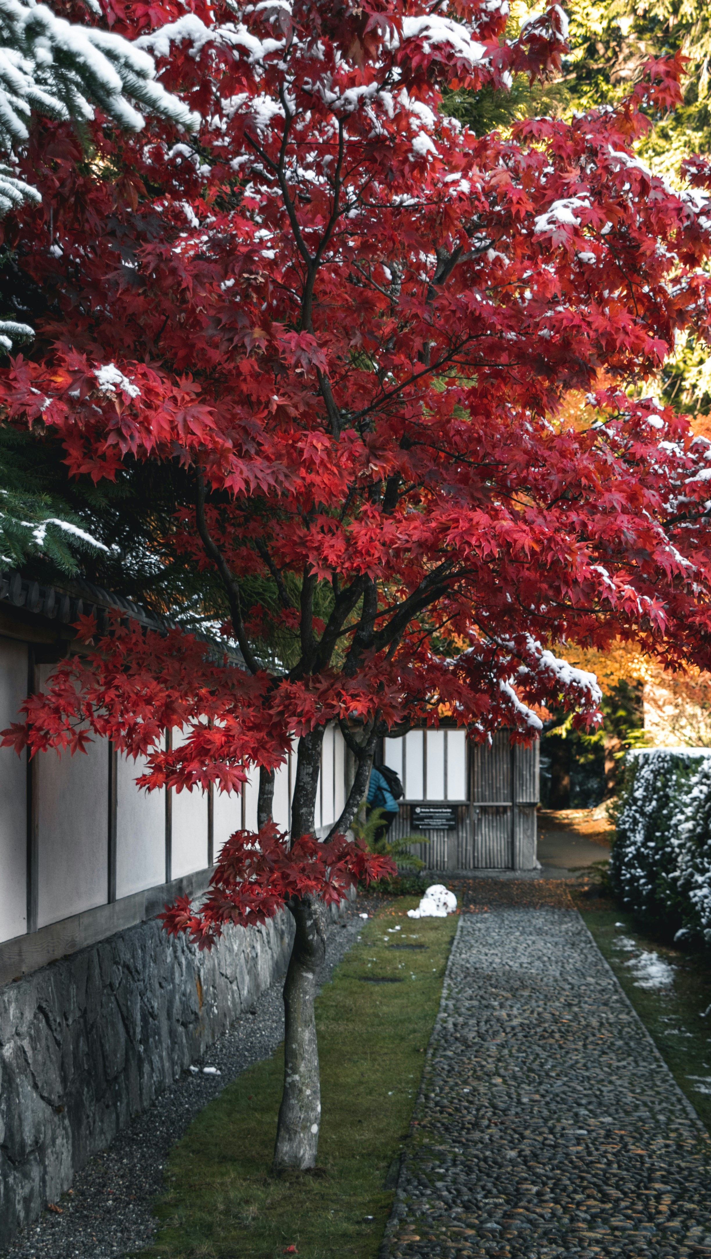 Un arbre aux feuilles rouges photo – Photo Ubc Gratuite sur Unsplash