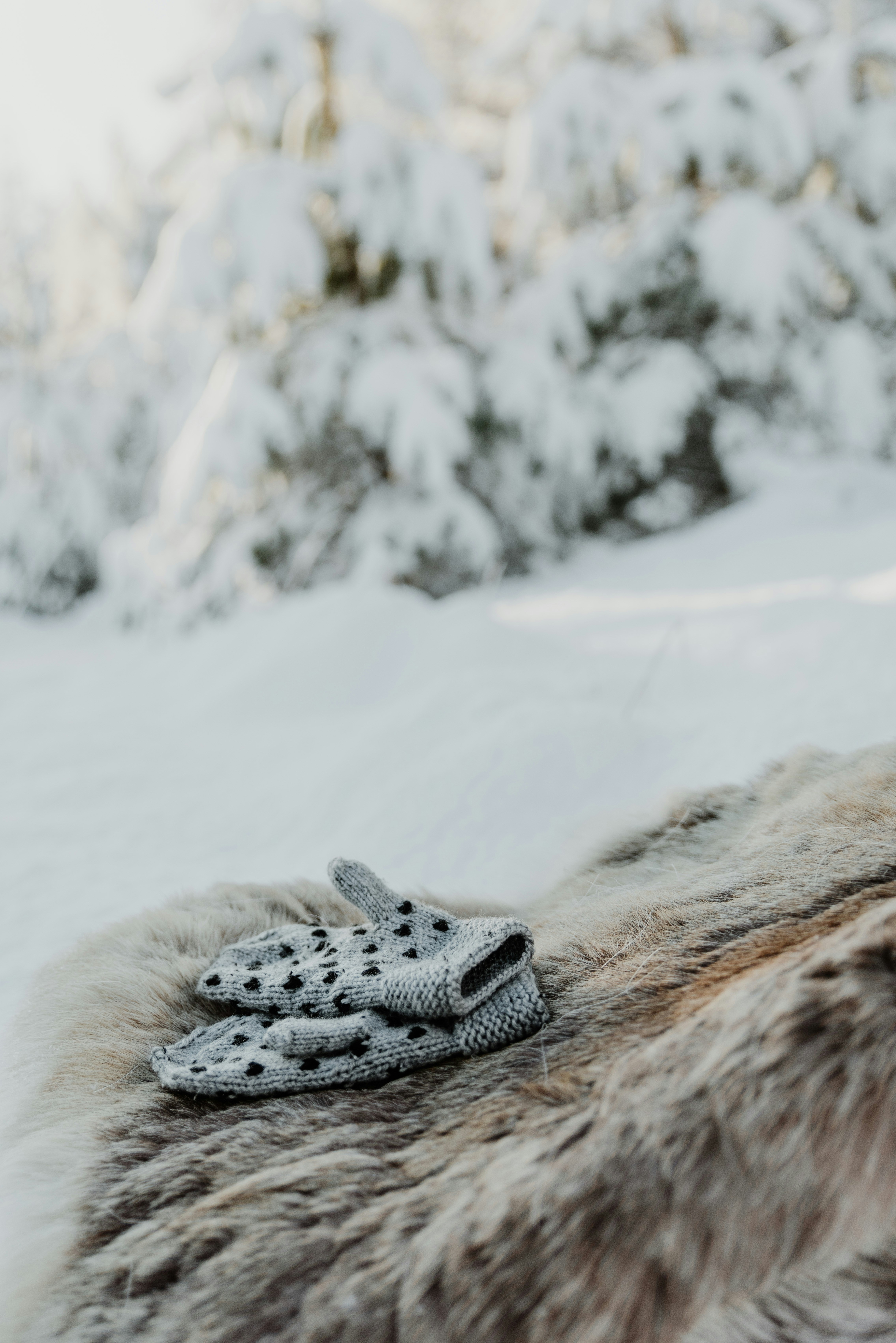 a dog lying in the snow