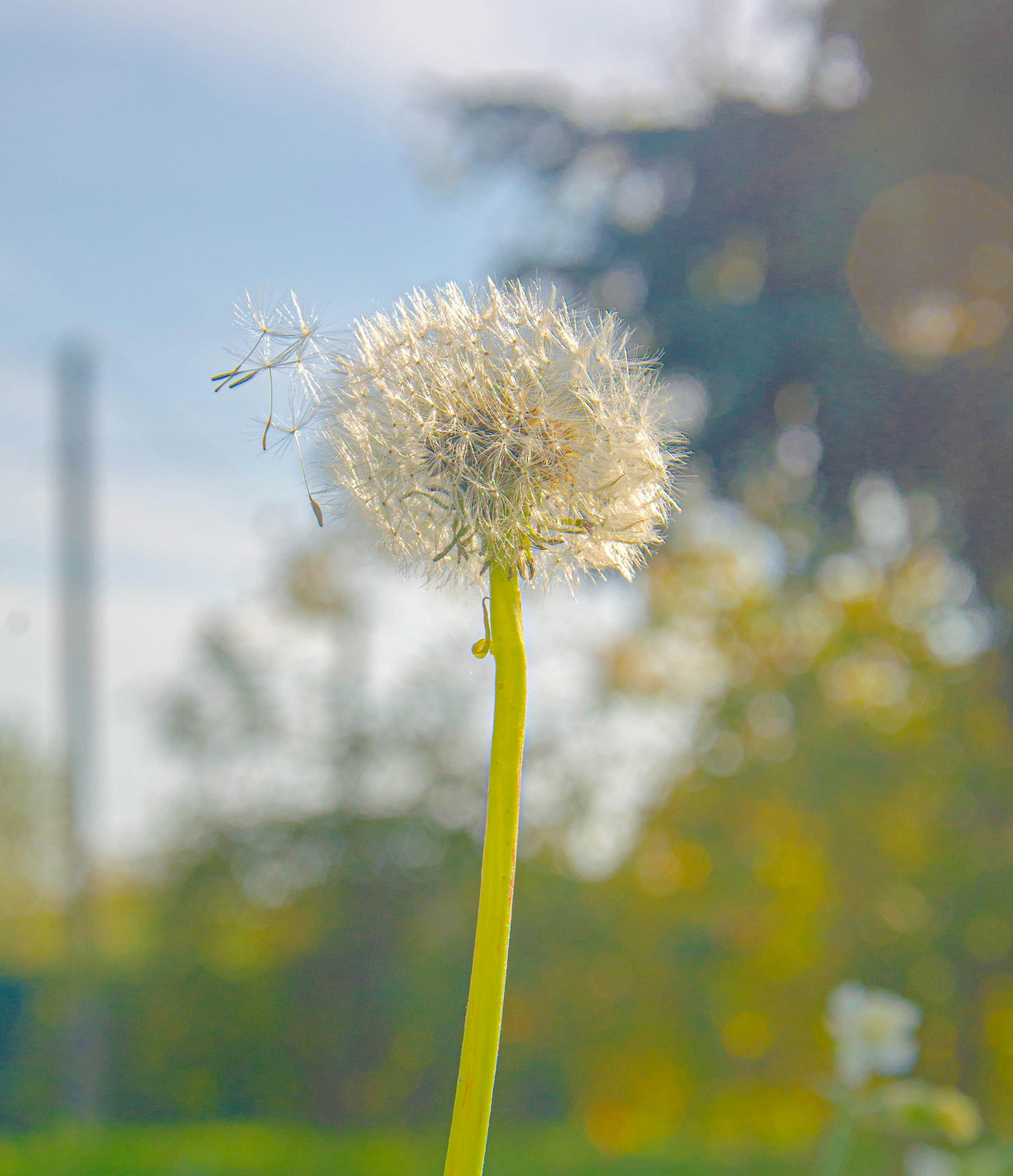 Dandelion Crown against a Warm Summer Backdrop