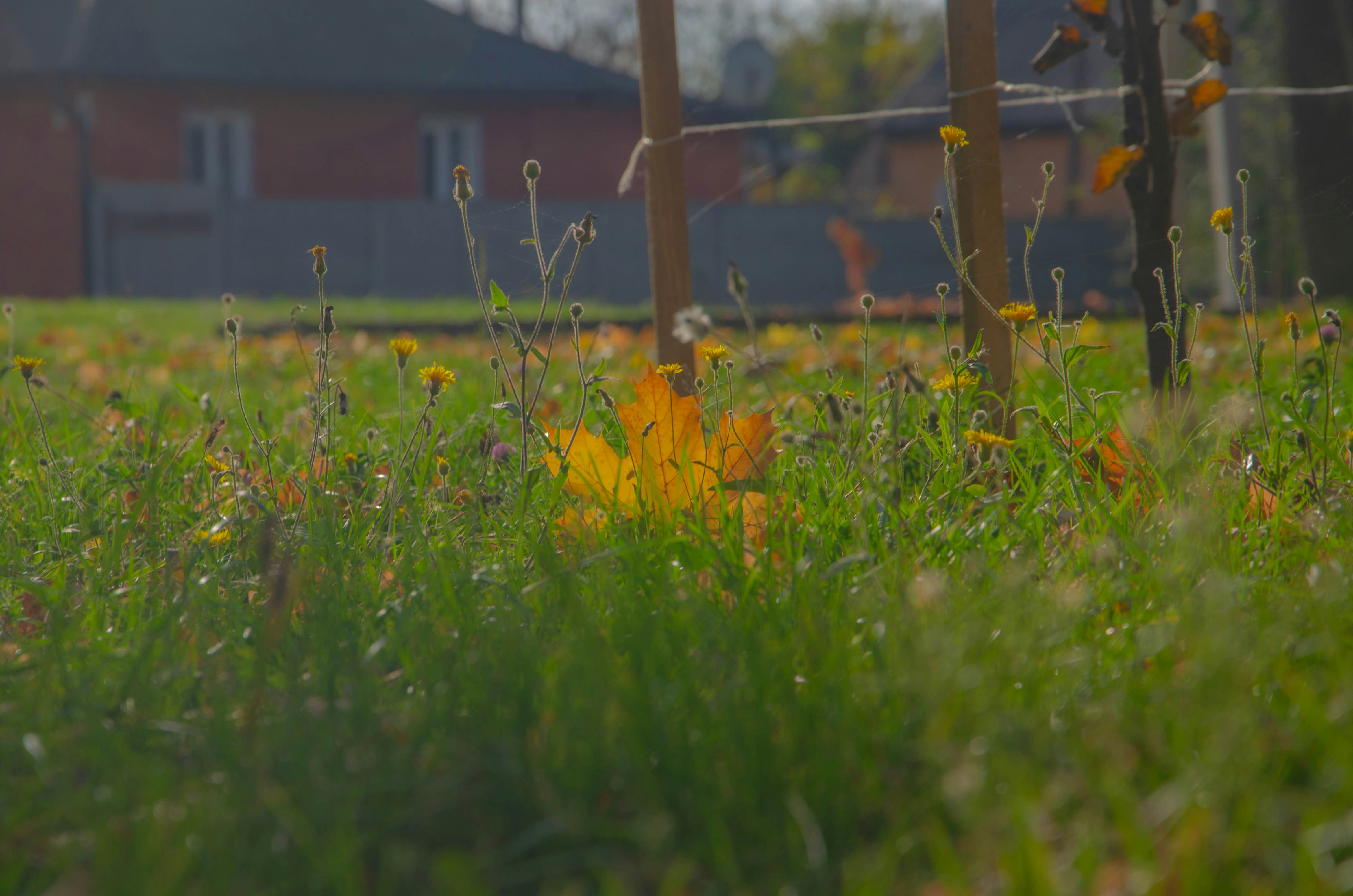 Amber Sentinel in a Quiet Field
