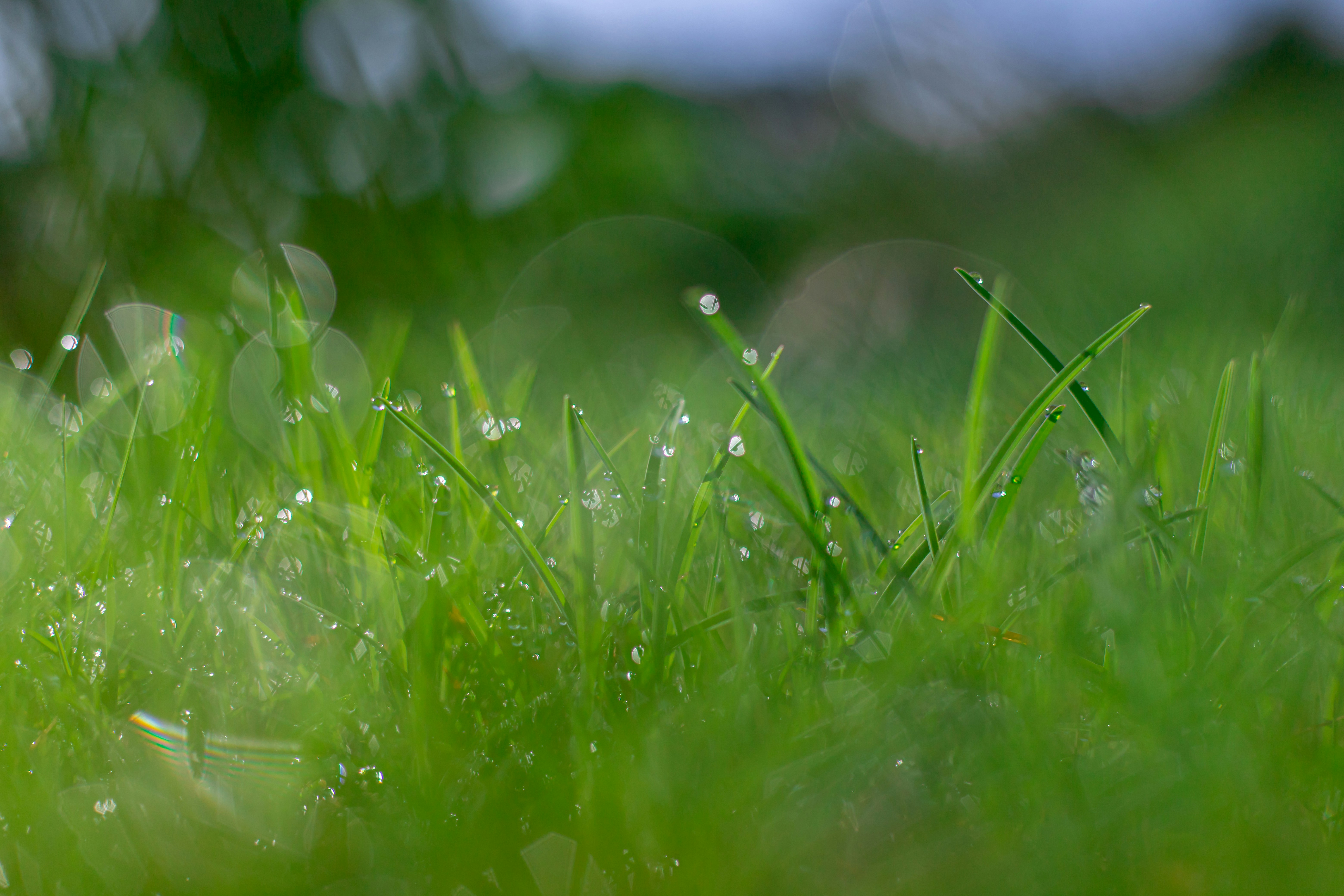 Water droplets on grass photo – Free Telangana Image on Unsplash