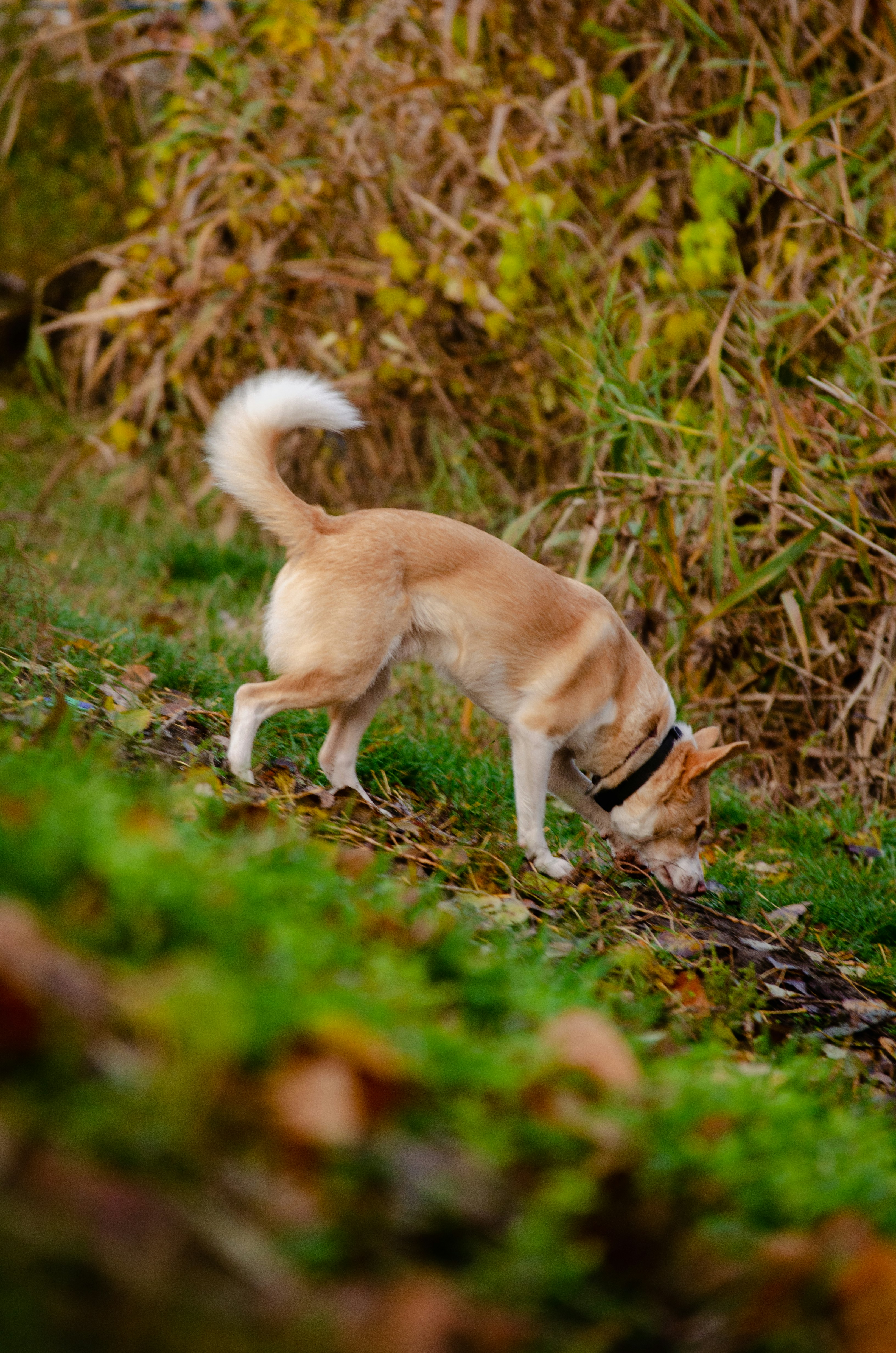 A light-colored dog sniffing the ground amidst vibrant autumn foliage and tall grass.