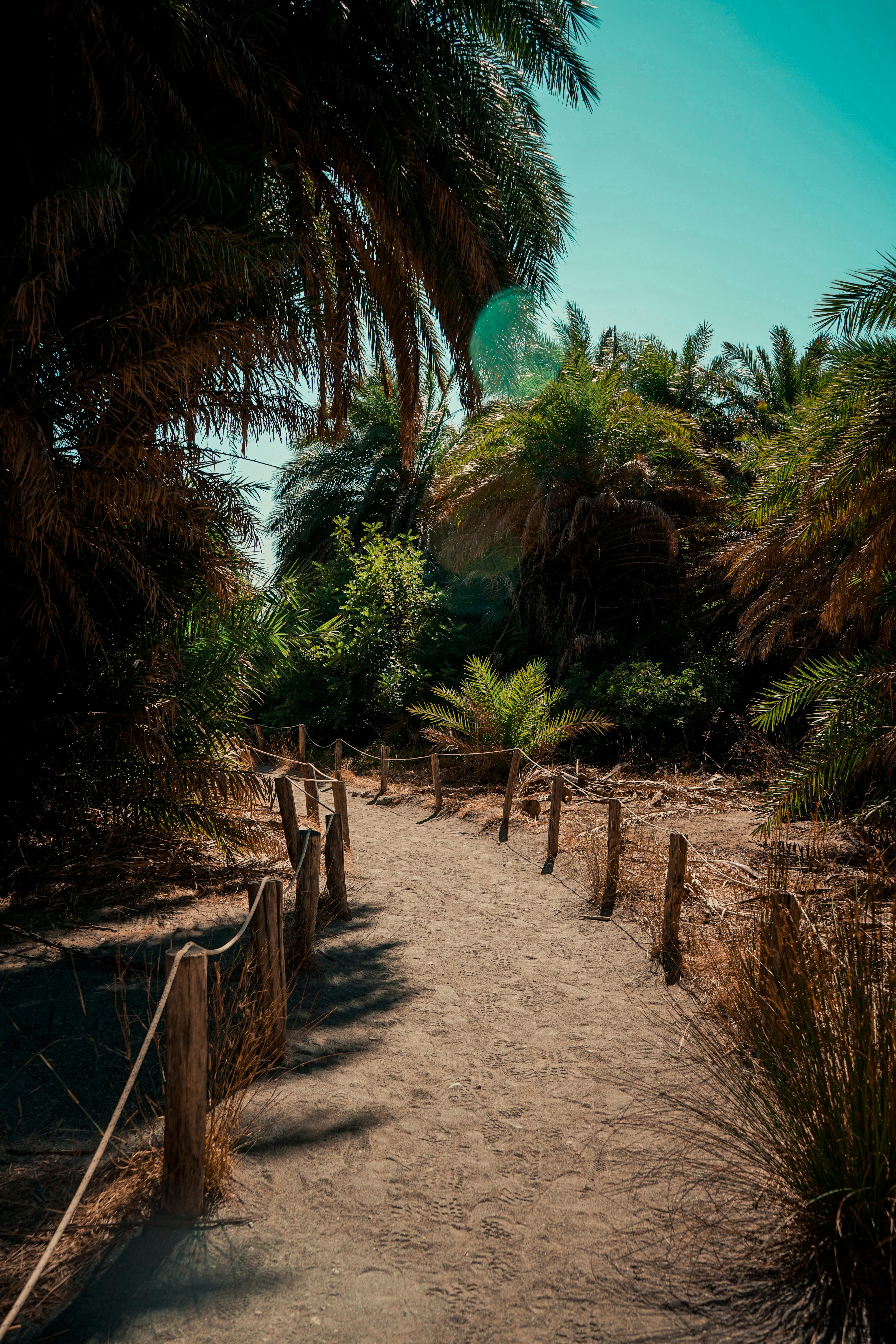 Path Through Dappled Heat: A Sunlit Jungle Pathway