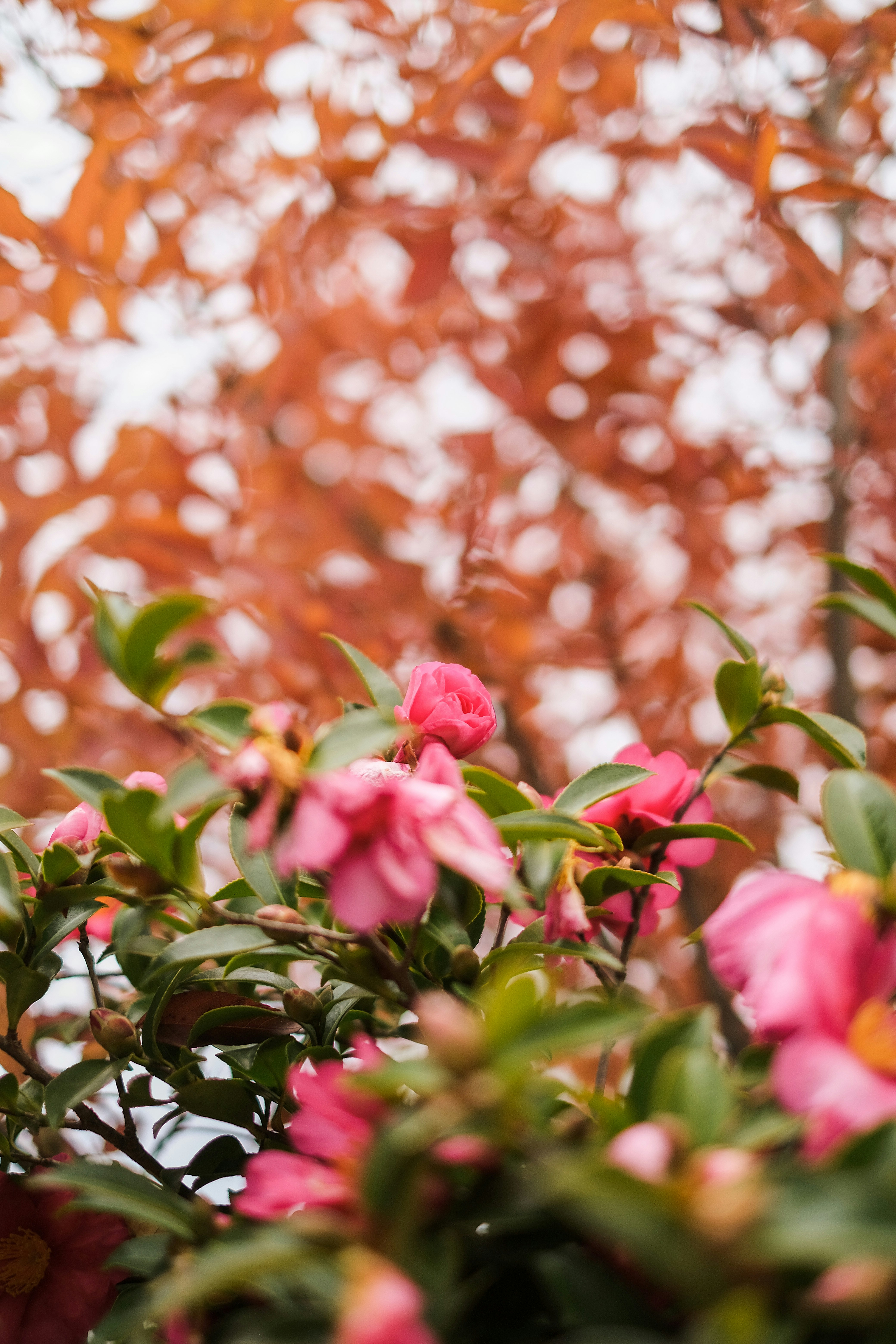 Vibrant pink camellia flowers bloom amidst a backdrop of warm autumn leaves, creating a striking contrast in colors and textures.