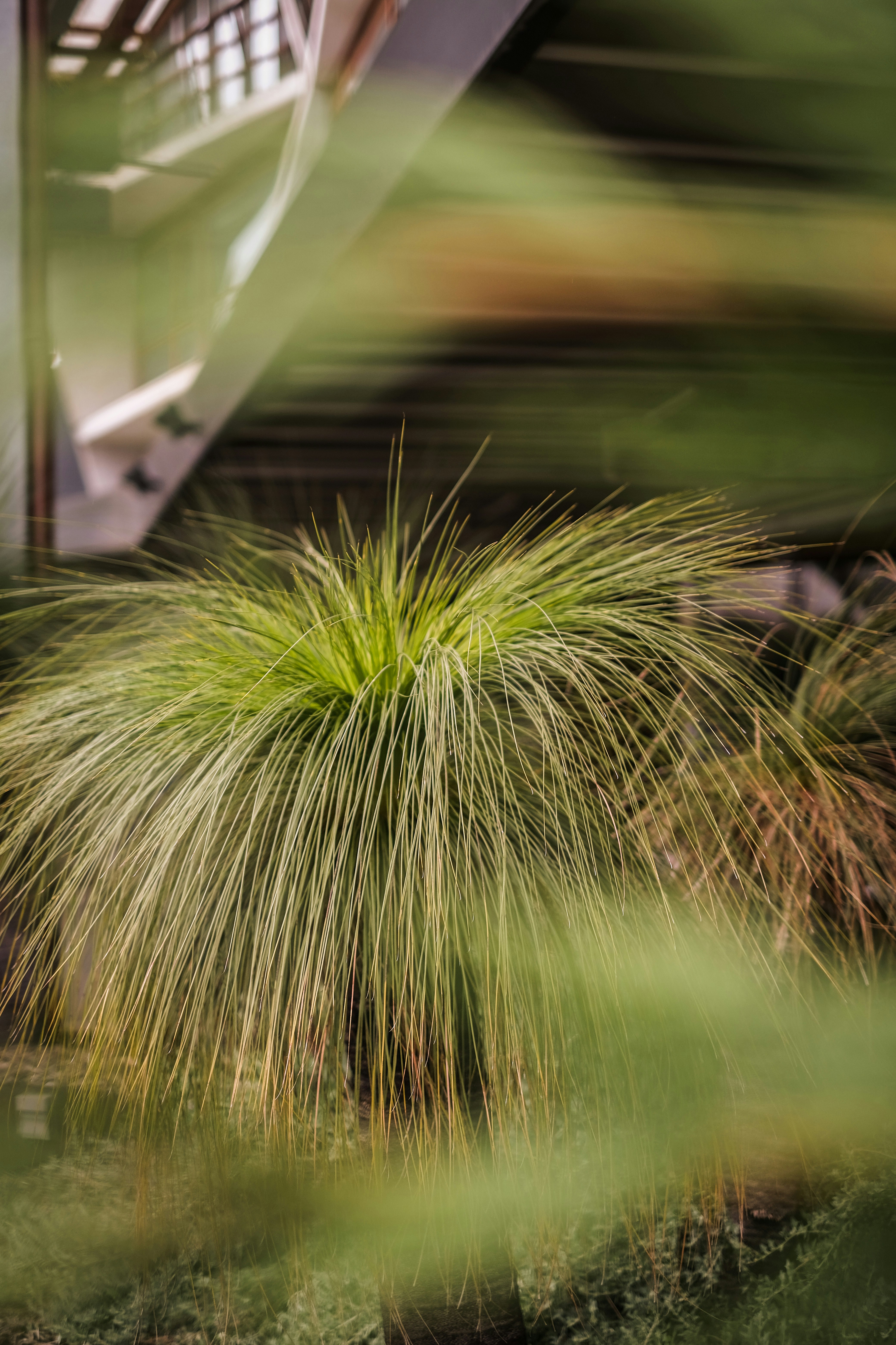 A close up of a plant photo – Free Ovolo nishi Image on Unsplash