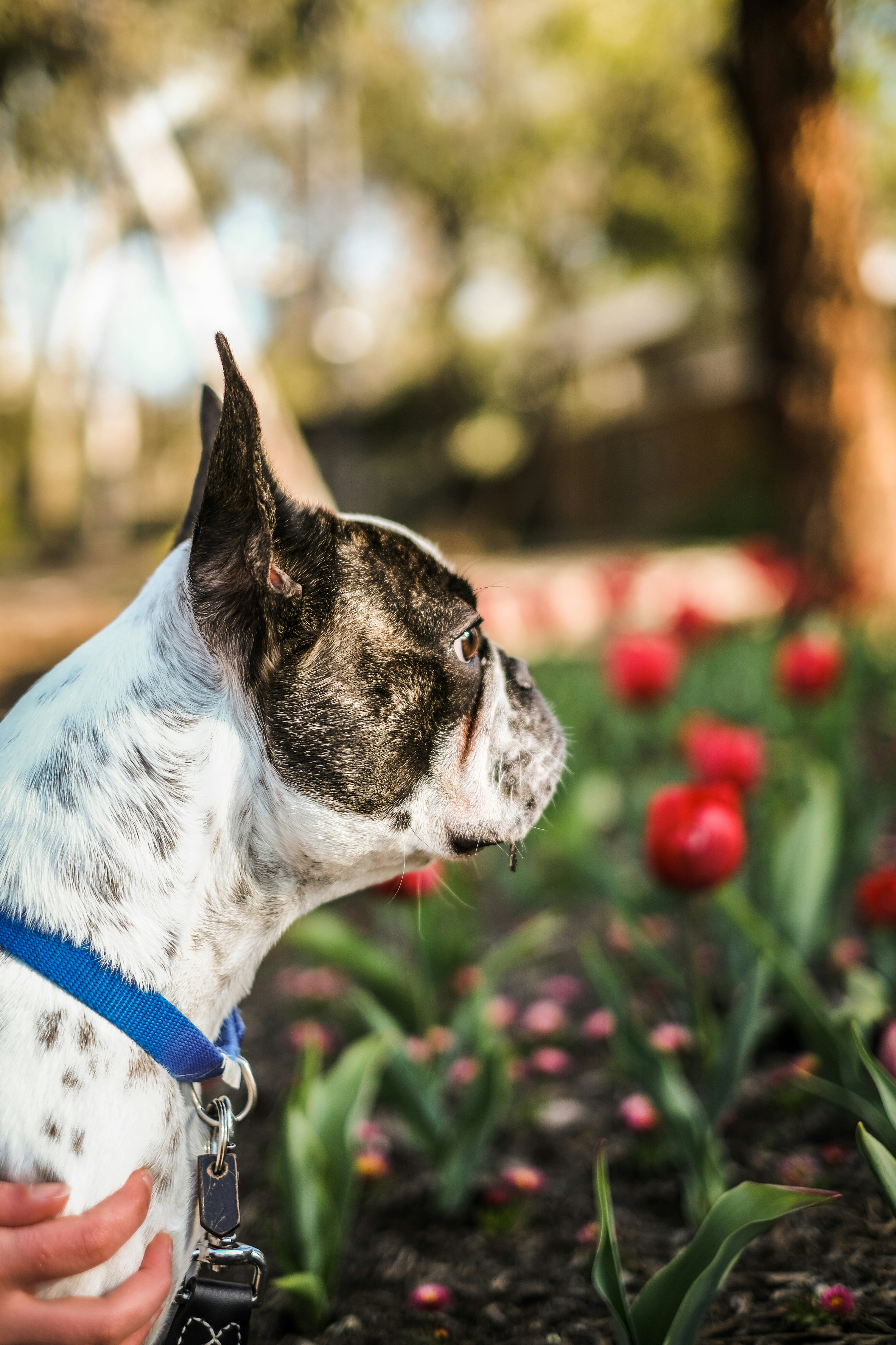 A dog licking a flower photo – Free Australia Image on Unsplash