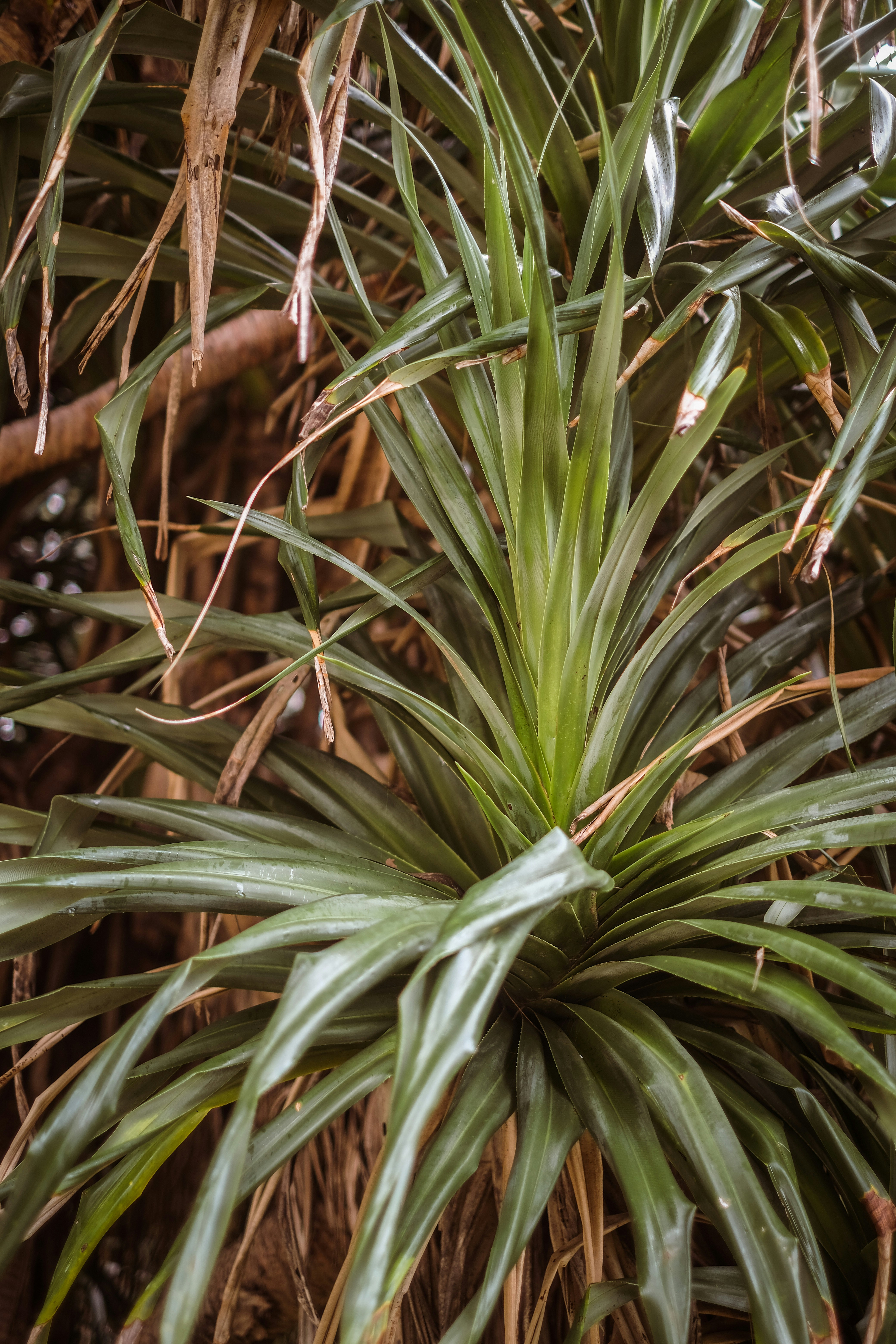Emerald Rosette Rising from a Tangle of Fronds