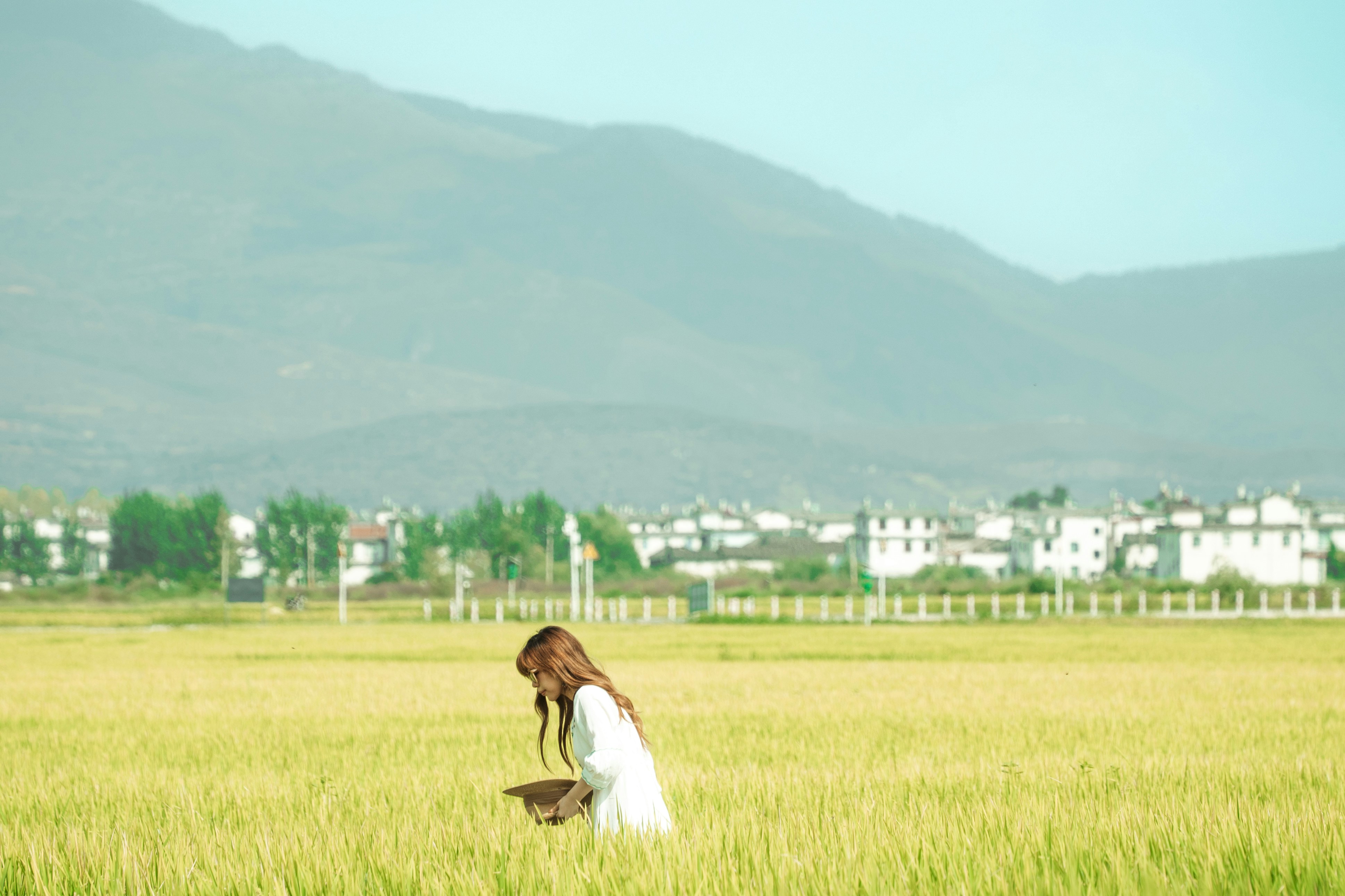 Fielding Quiet: A Lone Figure in a Golden Harvest