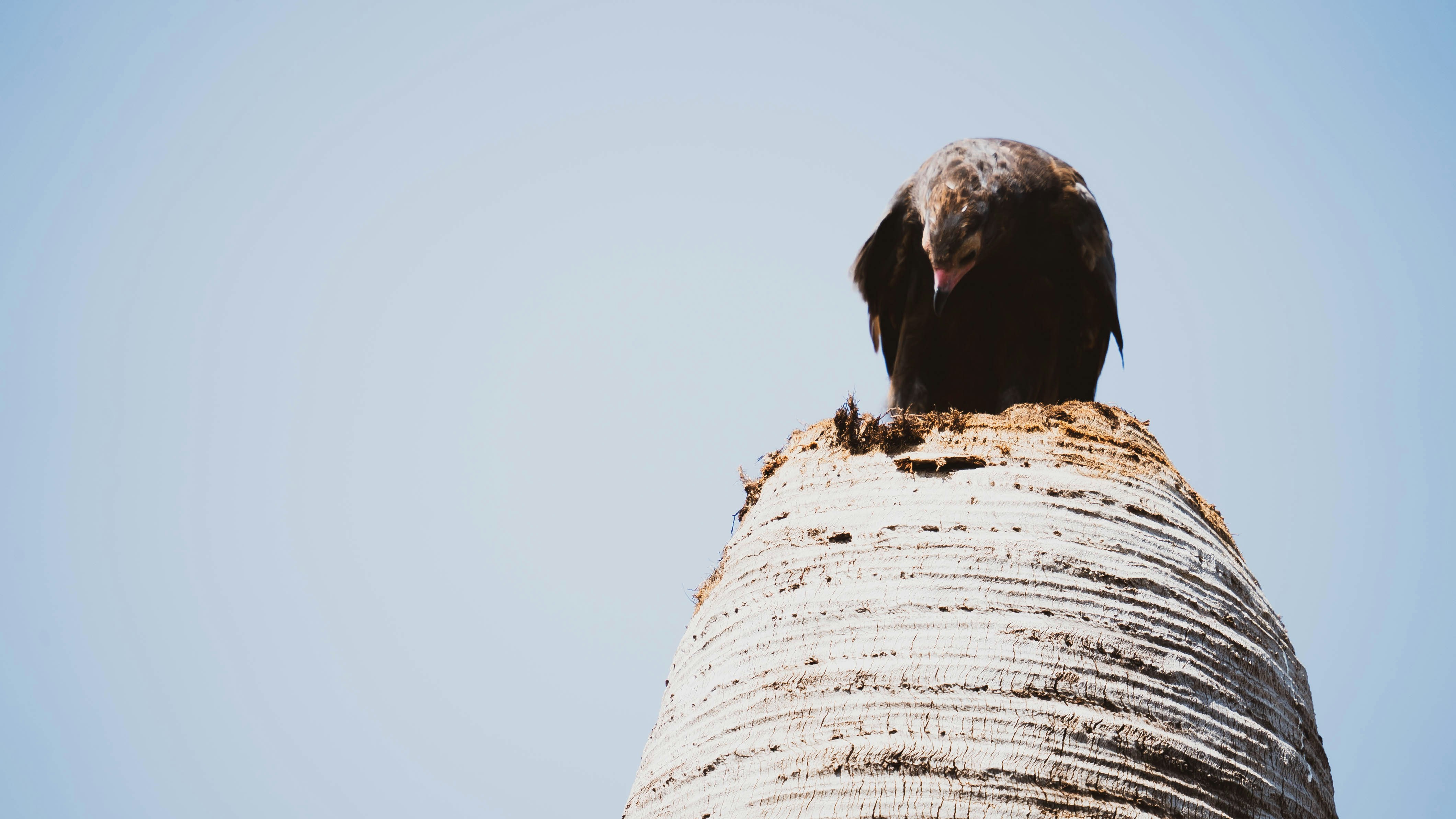 Dark Sentinel atop a weathered monument under a pale blue sky