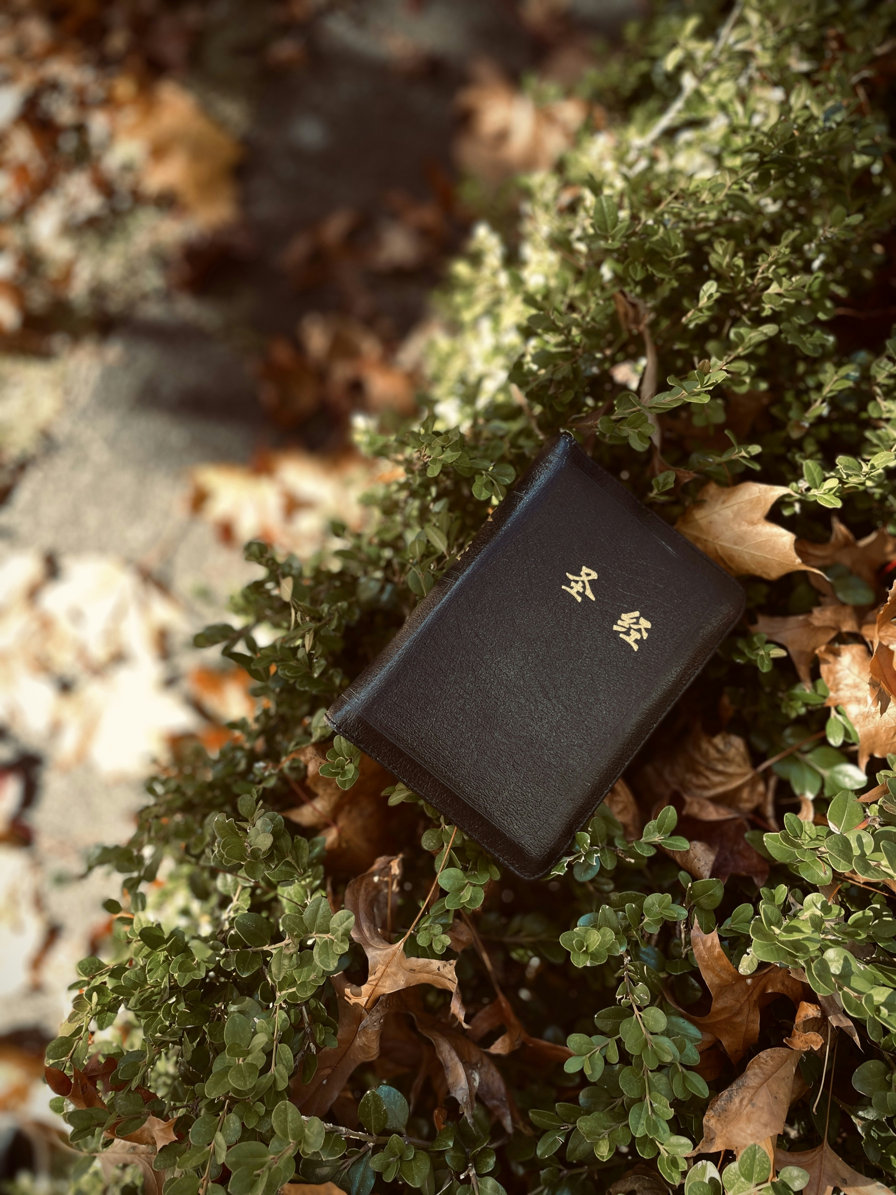 A black rectangular object on a tree stump photo – Free Pray Image on ...