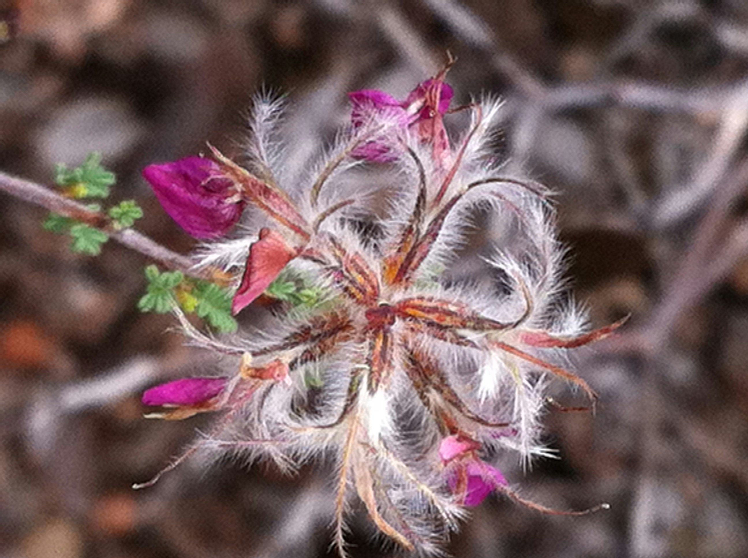 Whispering Hairs: Close-Up of Pink Buds in Soft Light