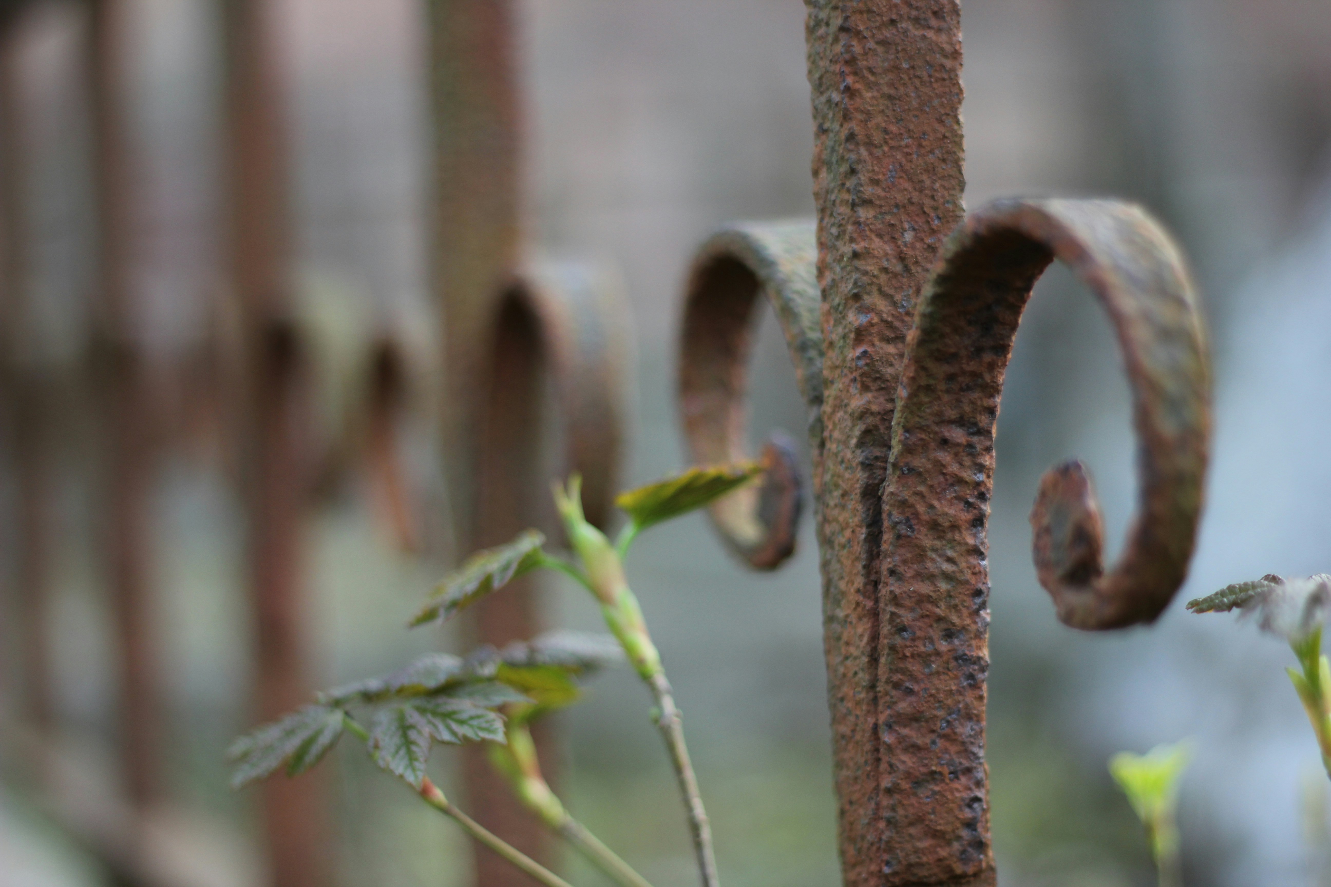 Rusted spirals cradle a tenacious sprout