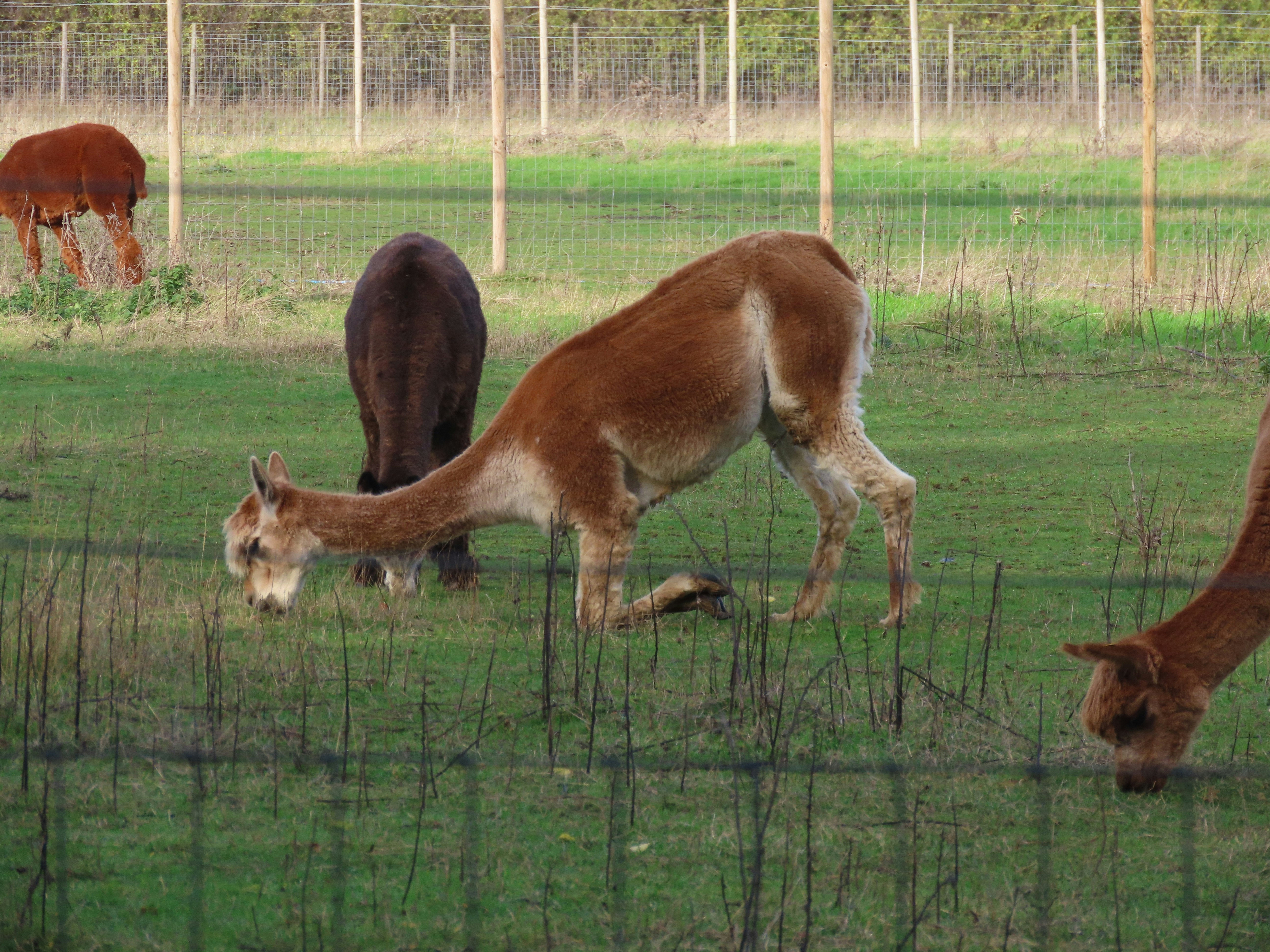 A group of animals in a fenced in area photo – Free Queendown warren ...