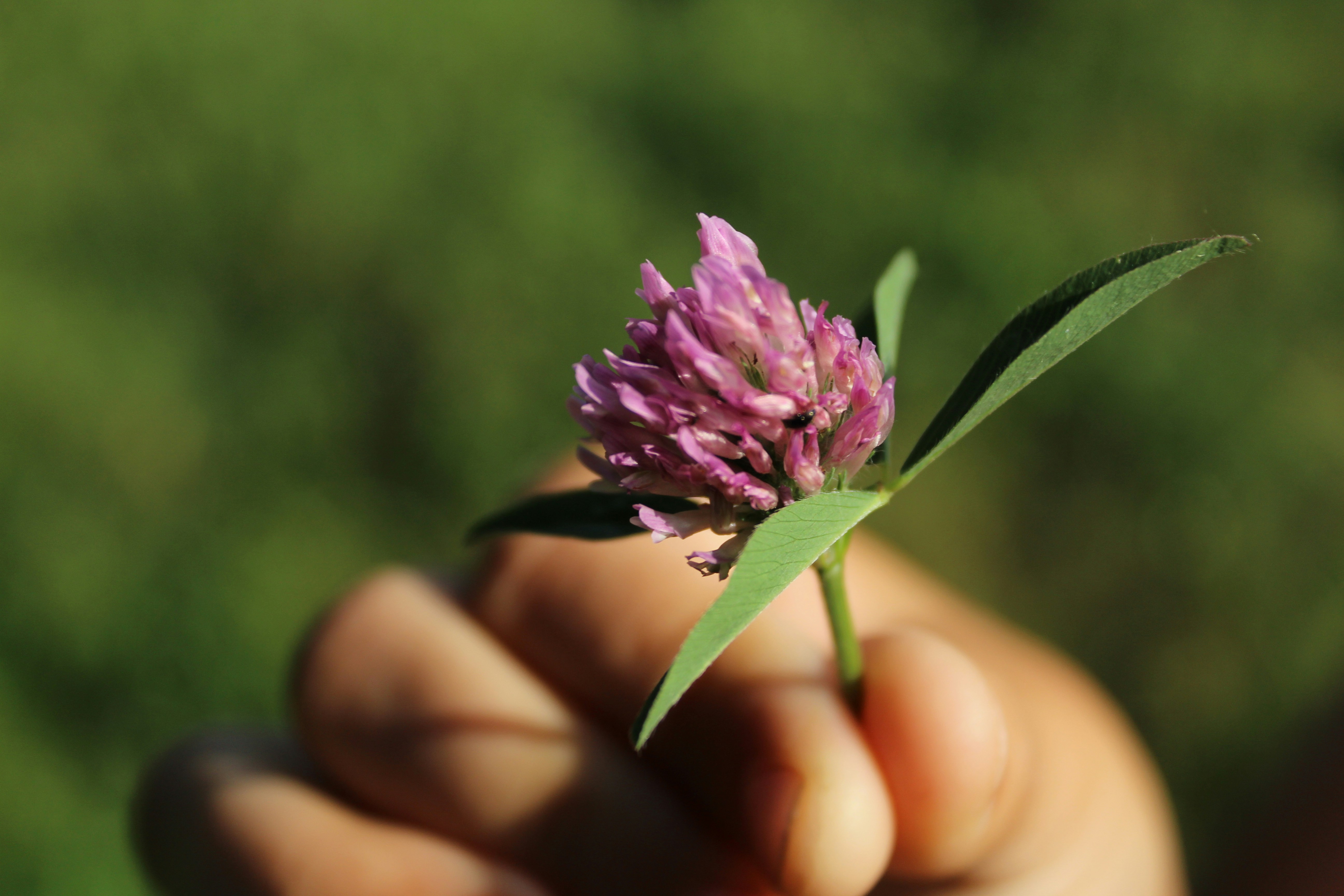 a hand holding a purple flower